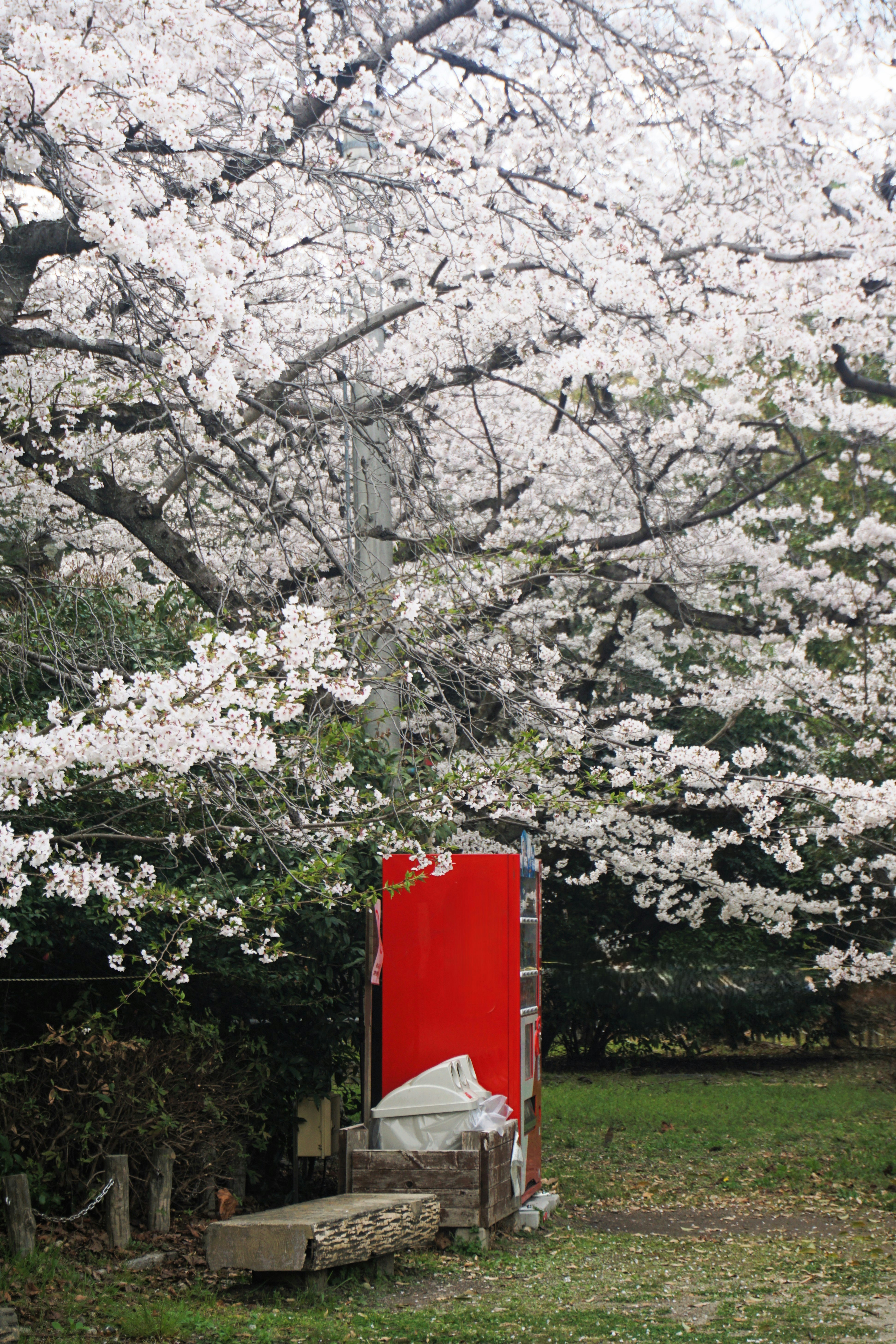 Crimson Vending Cabinet Beneath a Sakura Canopy