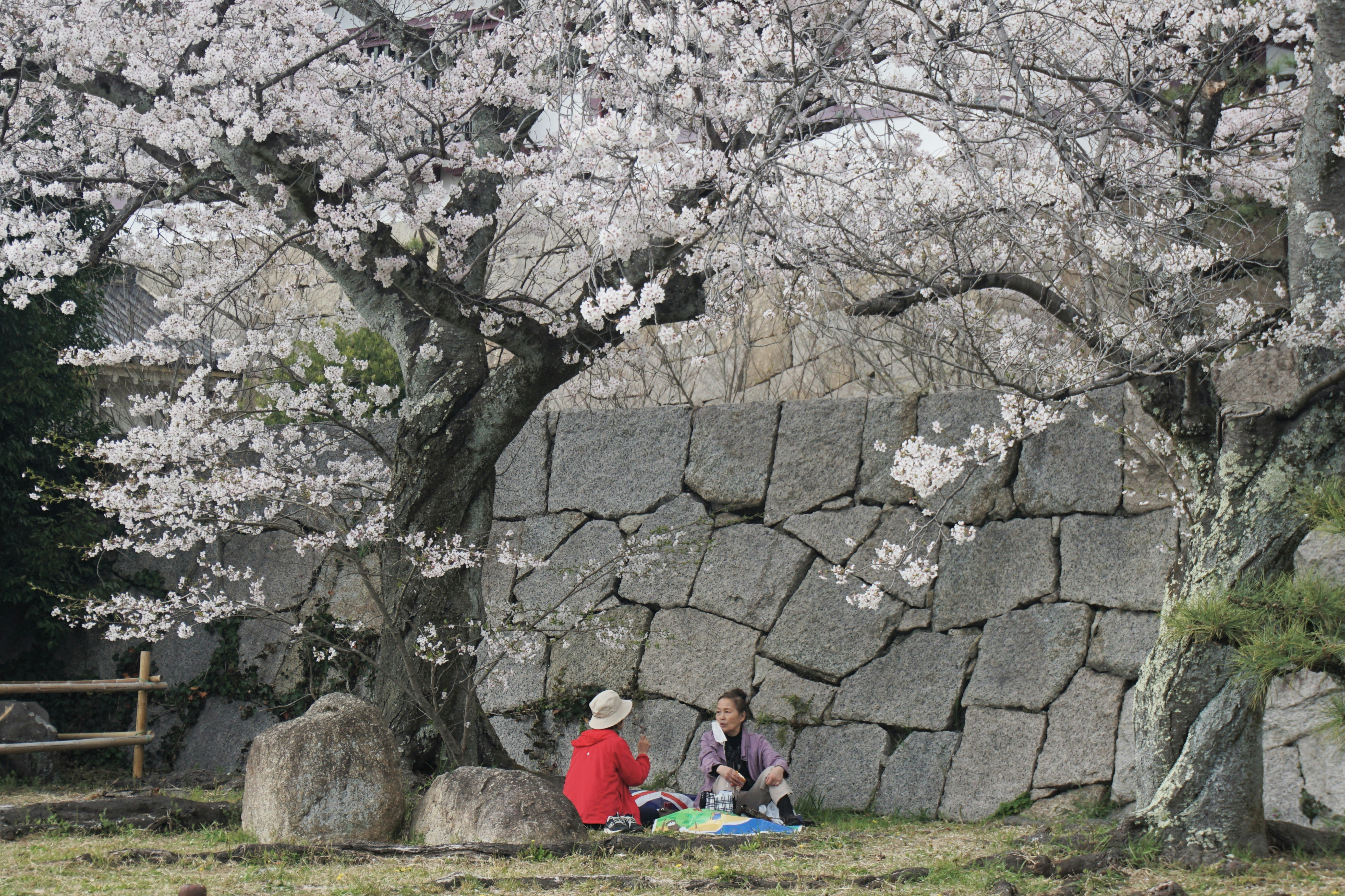Petals and Stone: A Quiet Picnic Beneath a Blossom-Draped Wall