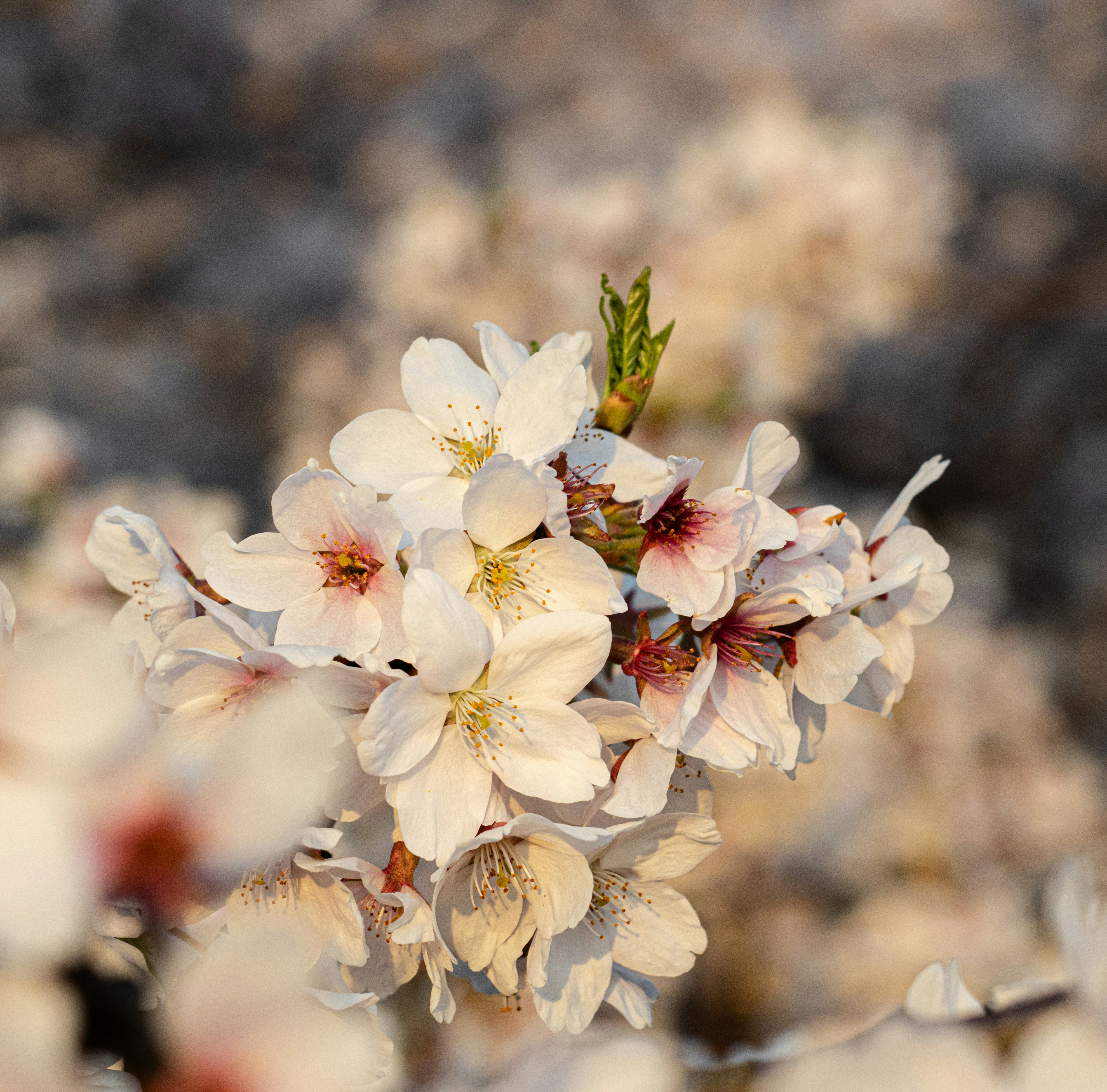 Whispered Whites: Close-Up of Cherry Blossoms in Soft Focus