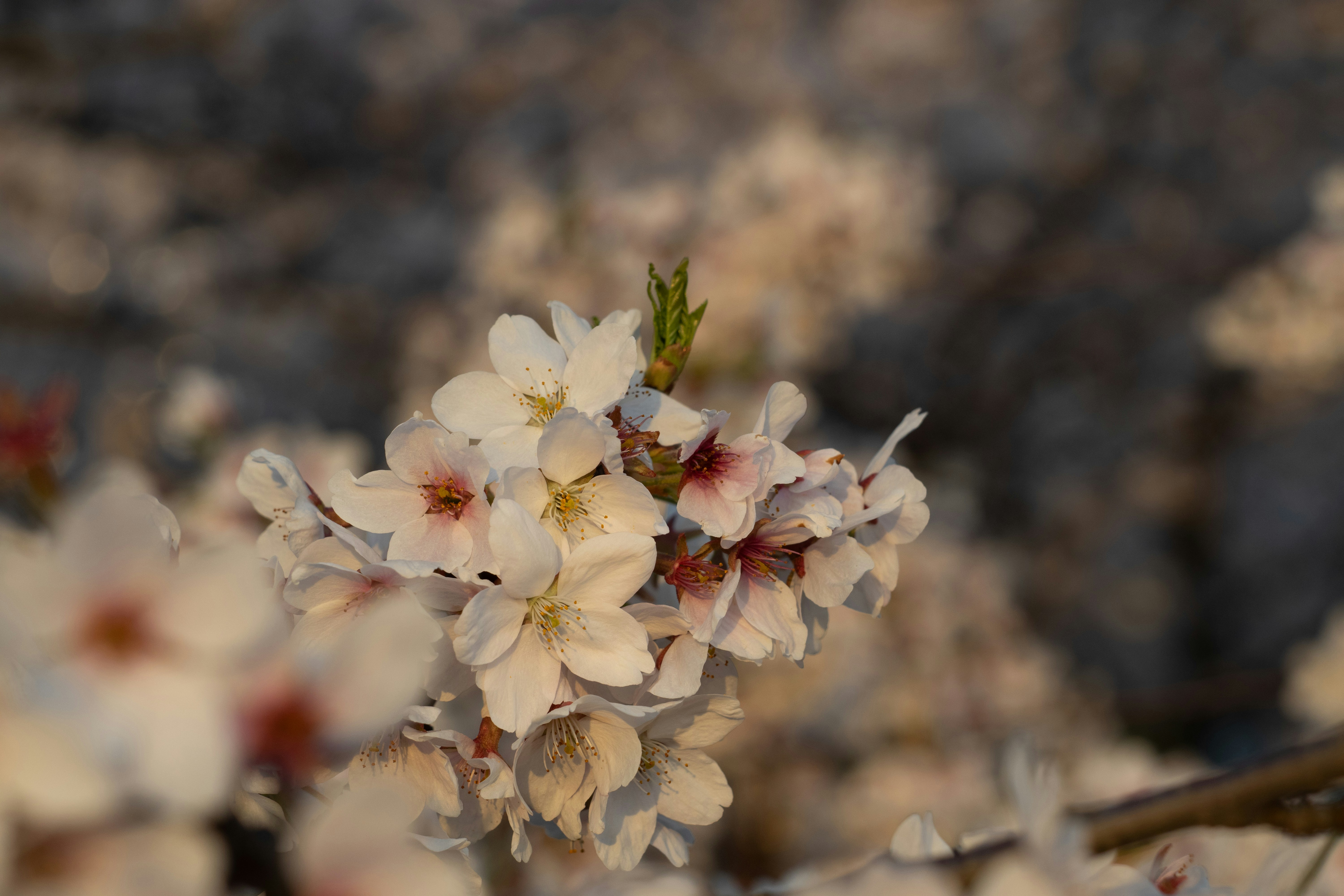 Blooming Whisper: Cherry Blossoms in Soft Evening Light