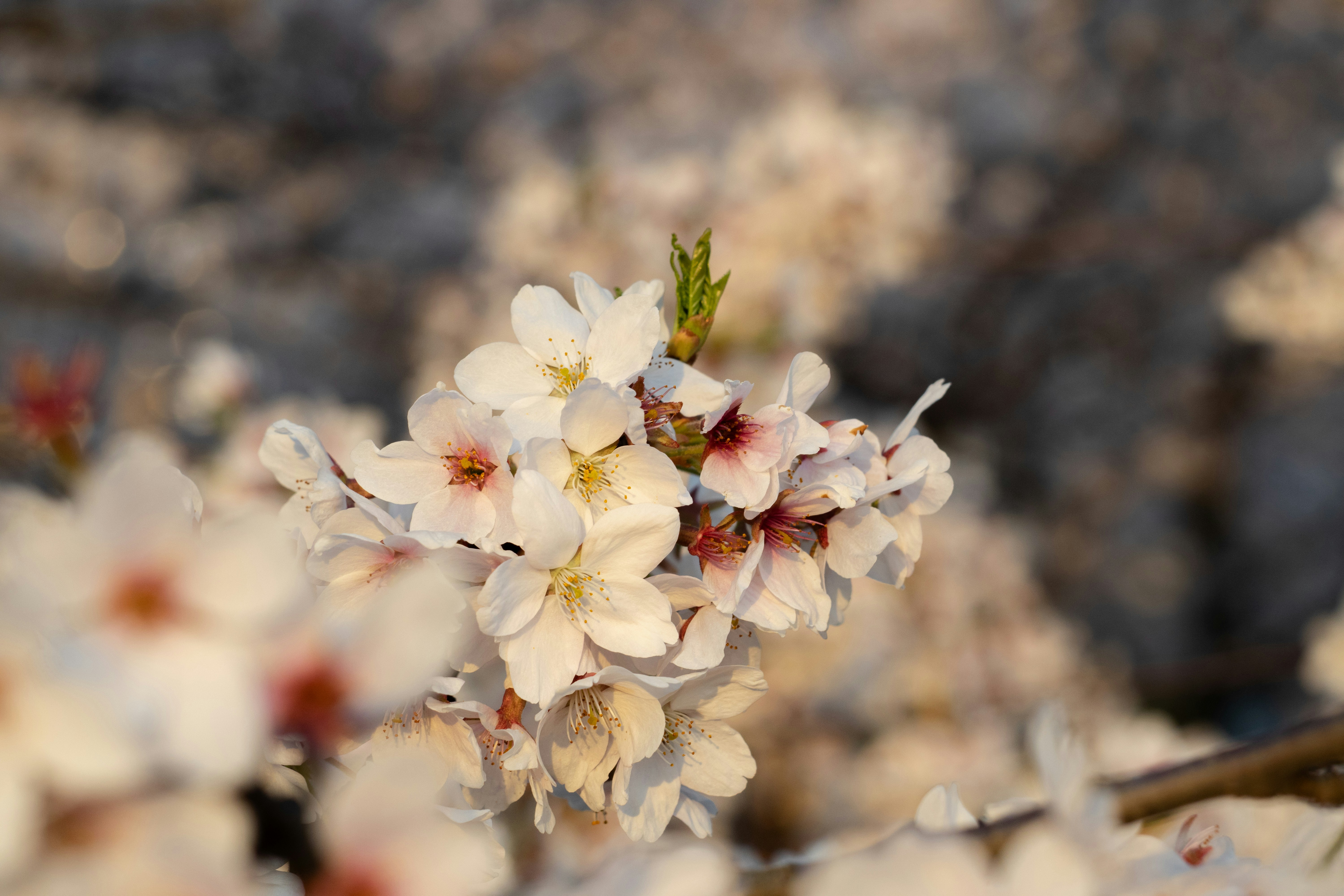 Petal Quiet: Close-up of white cherry blossoms with pink centers in soft focus