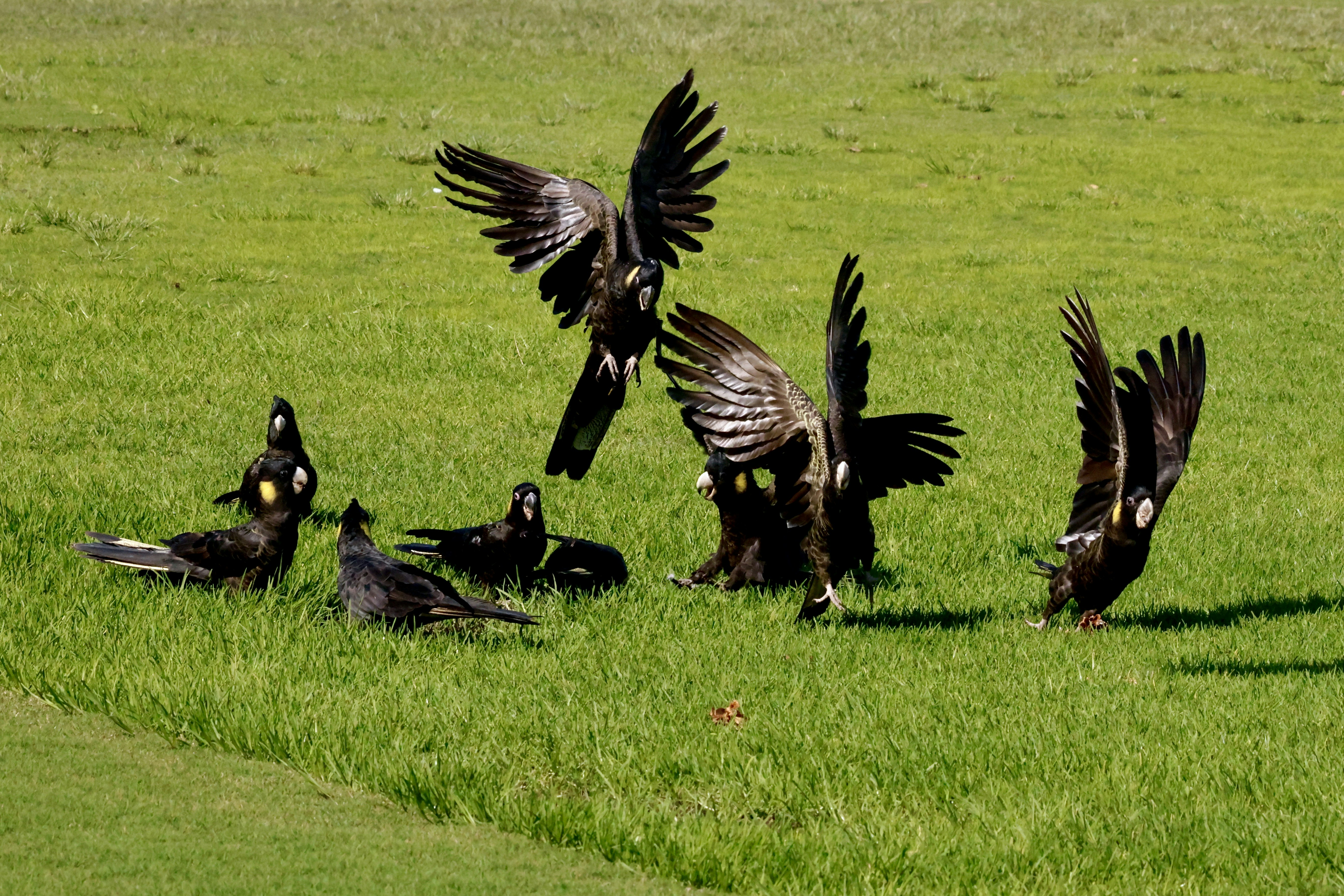 Ravens Take Wing on a Sunlit Meadow