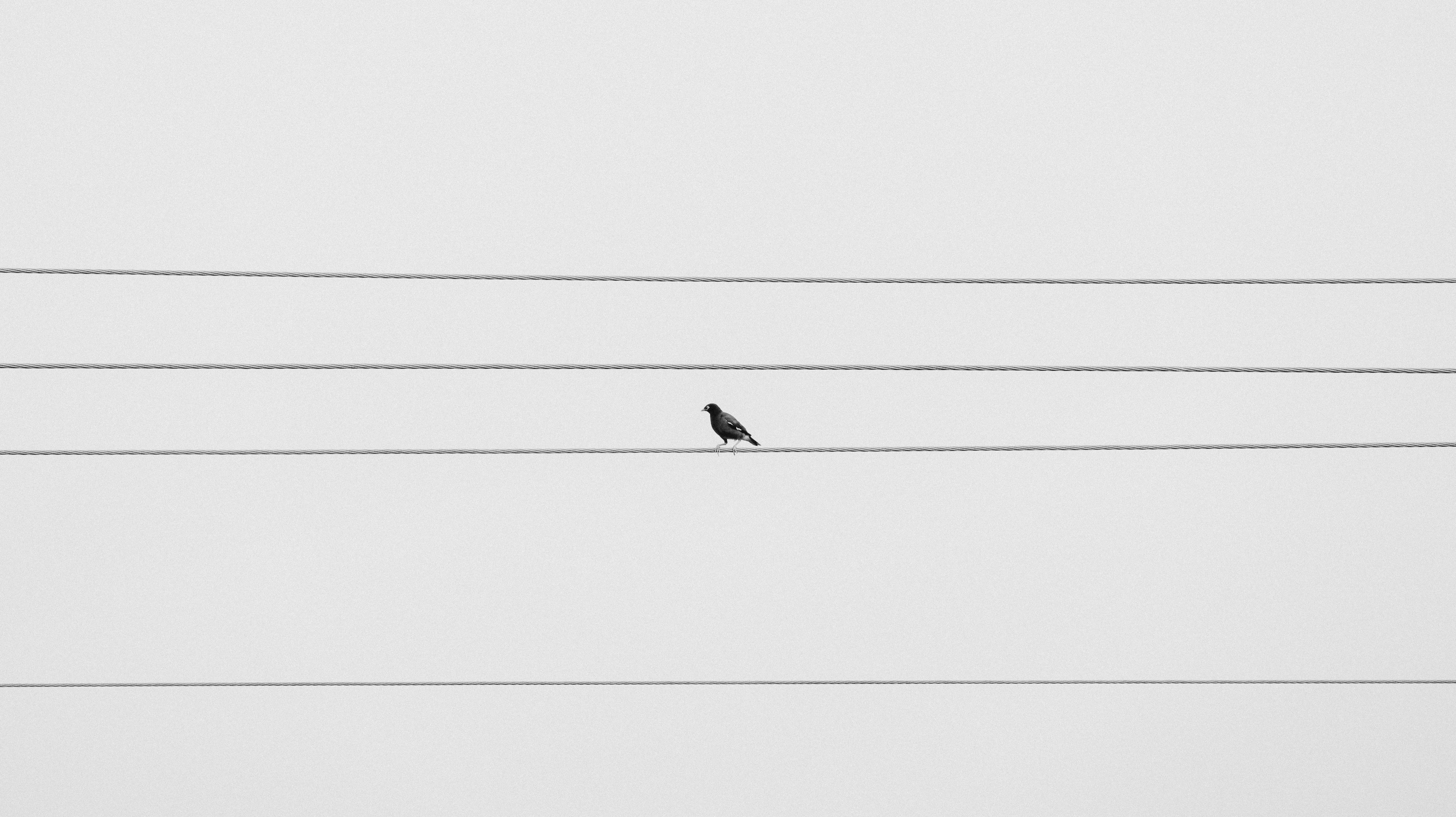 A bird sits on a power line.