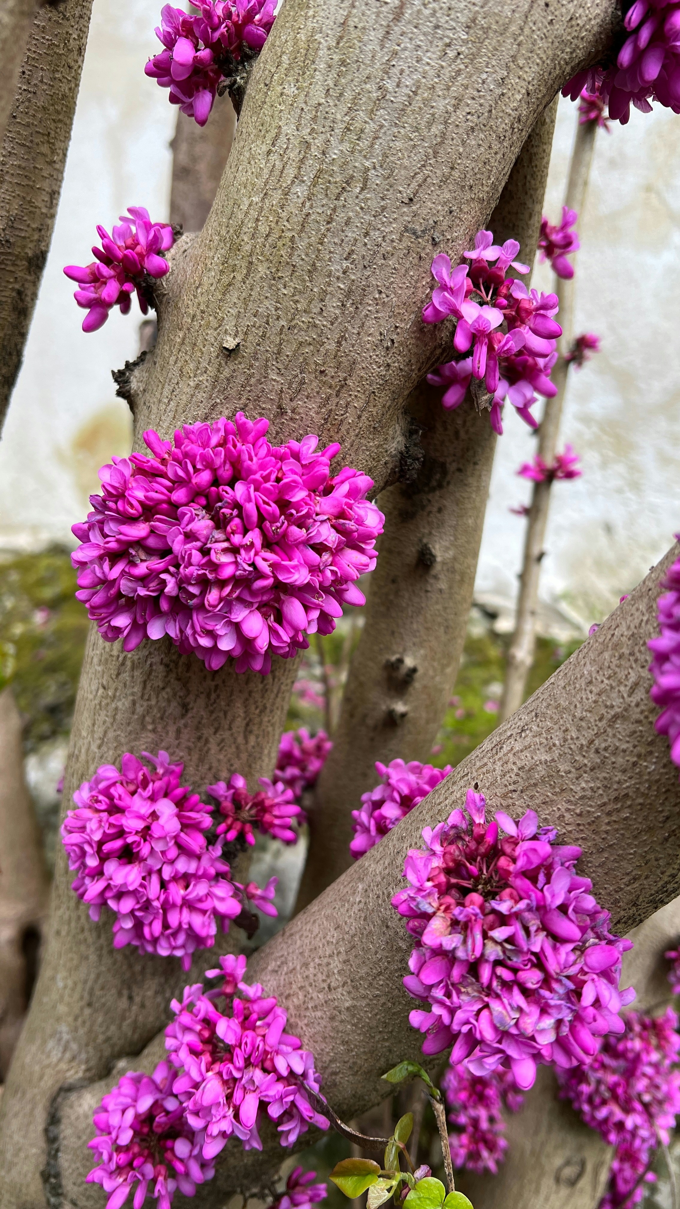 Vibrant Magenta Clusters on Gnarled Trunk