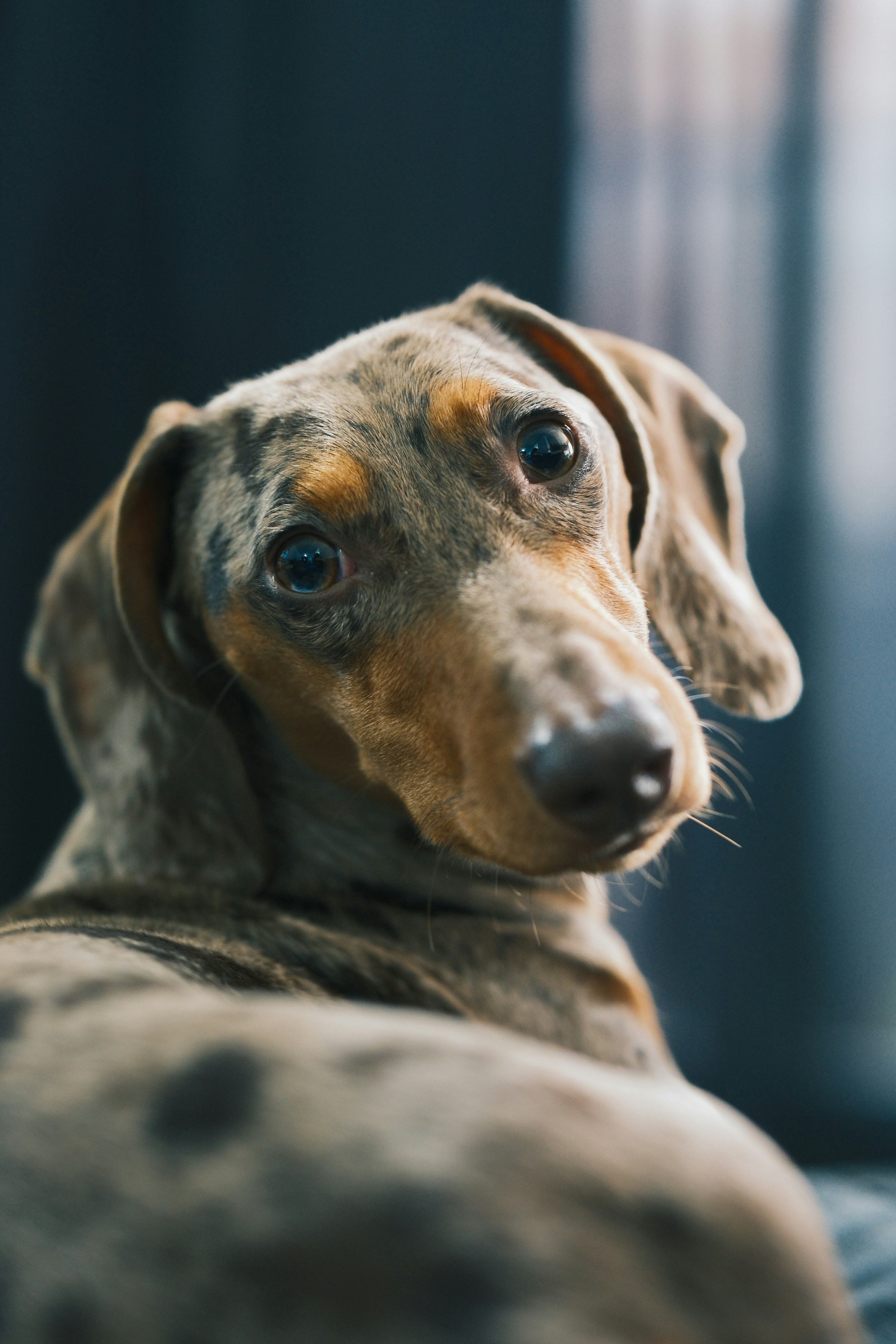 A curious dachshund looks directly into the camera. photo – Free Architecture Image on Unsplash