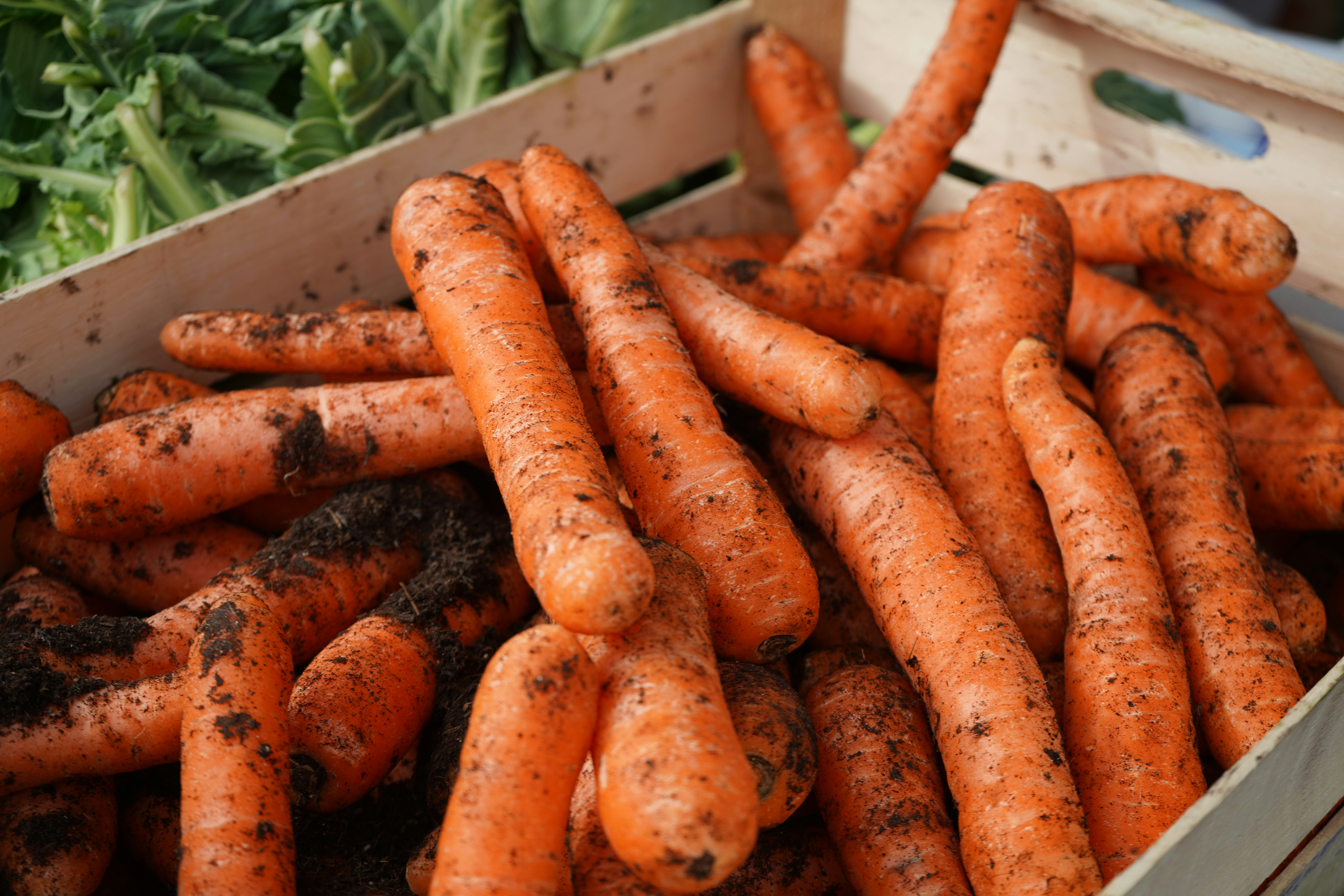 Fresh carrots are piled inside a wooden box. photo – Free Food Image on ...