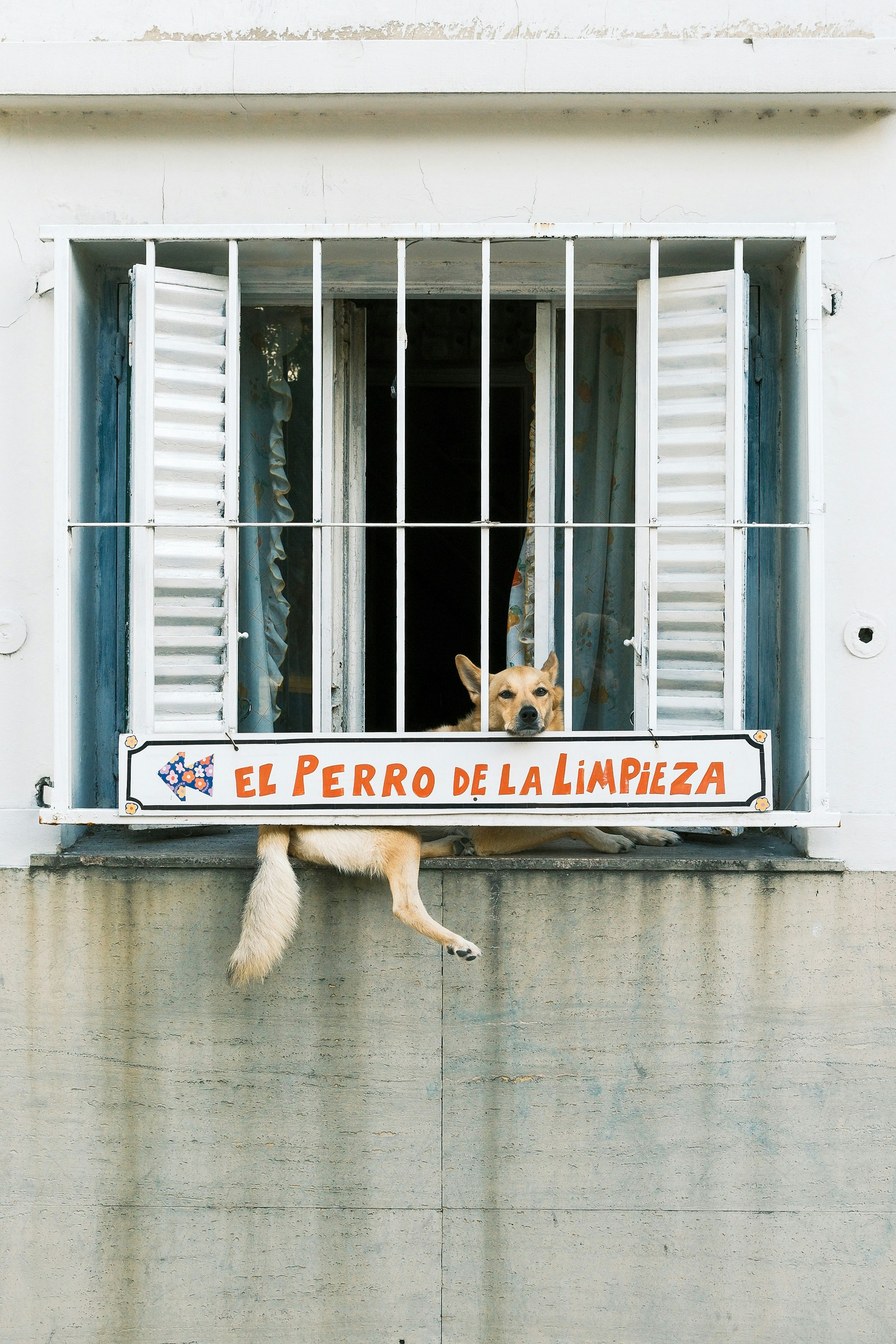 Threshold Watcher: A Curious Pup Peeking Through a Window Bar