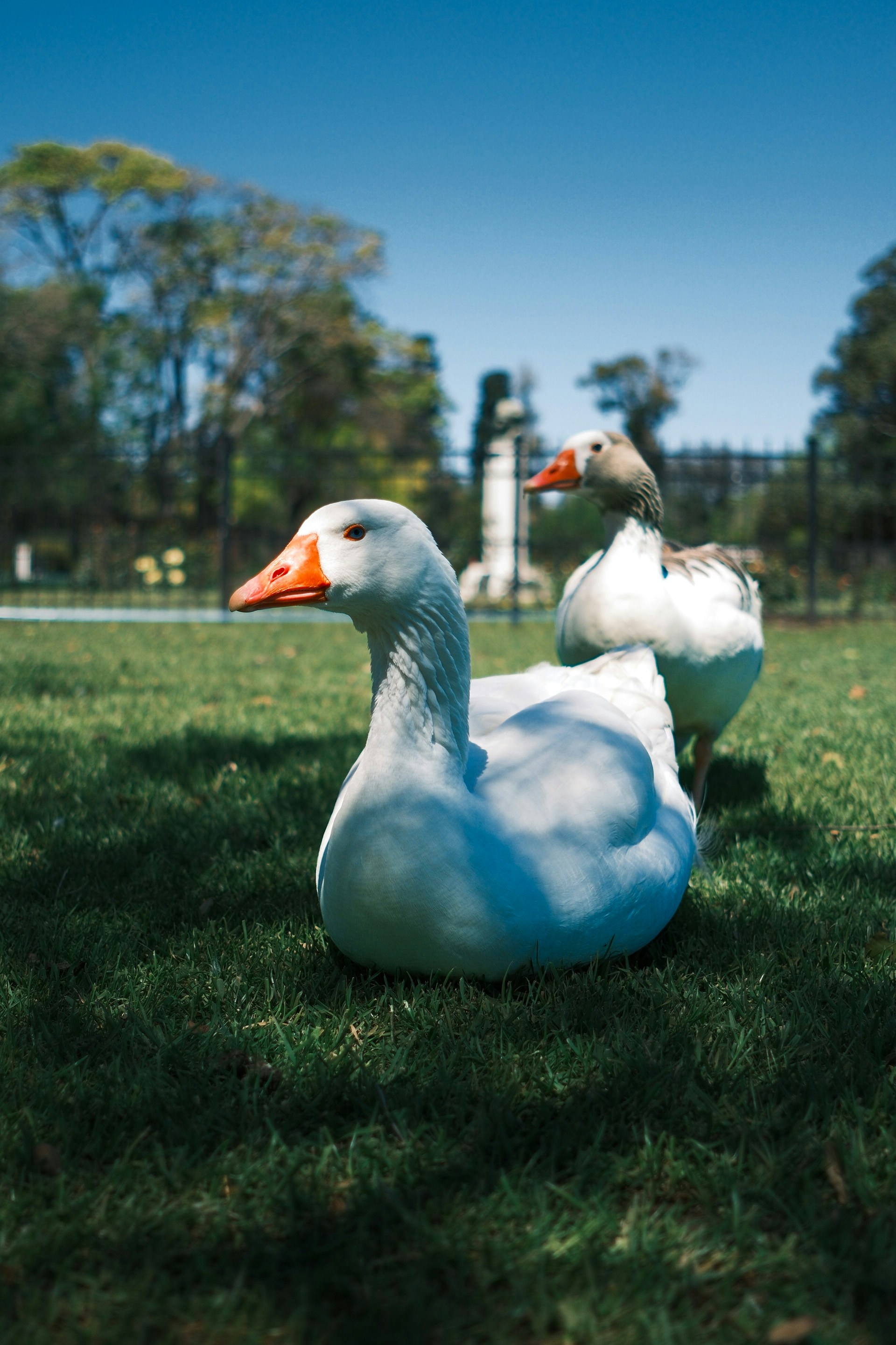 Two geese rest on a grassy lawn. photo – Free Architecture Image on ...