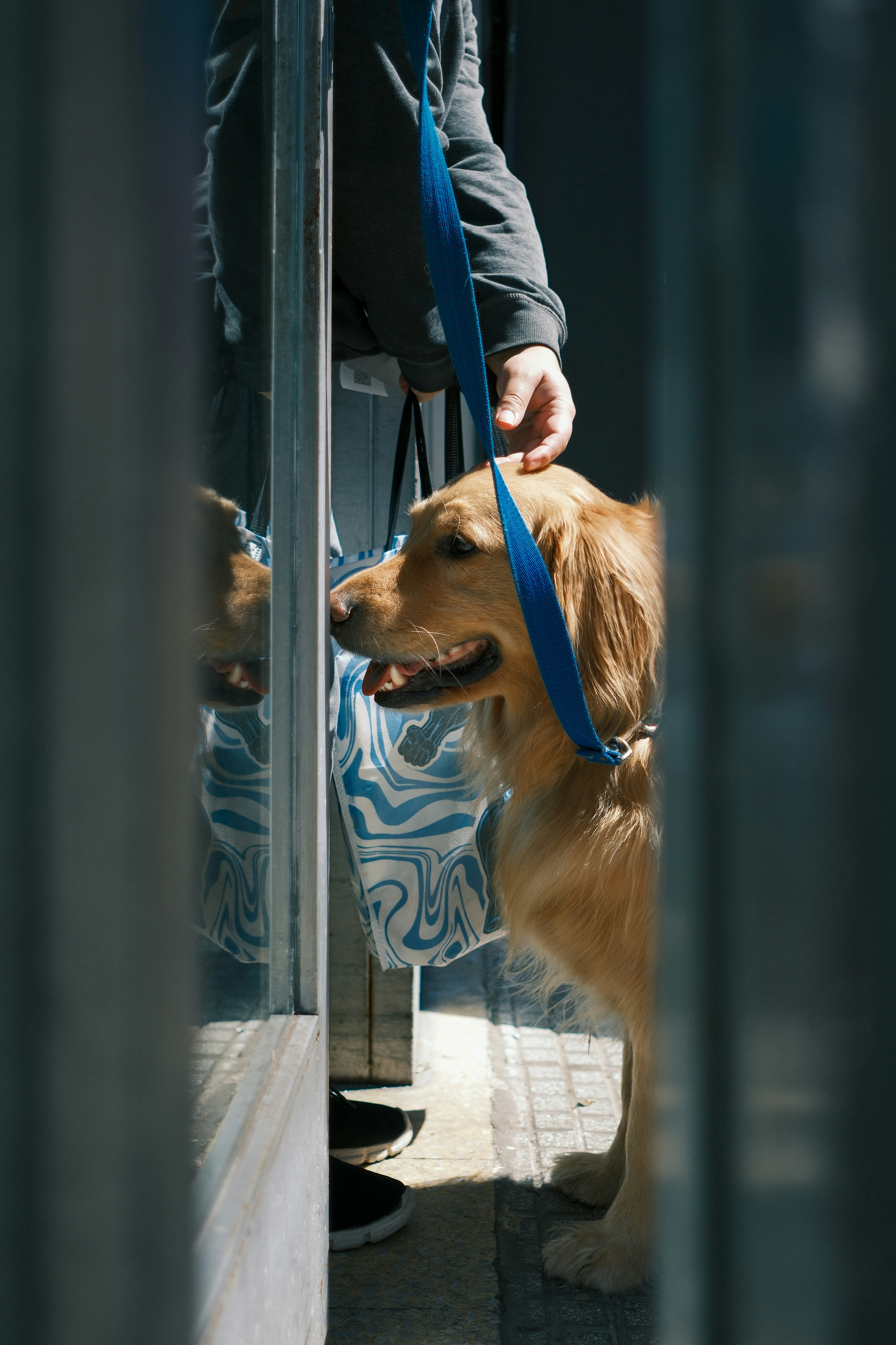 Golden Retriever on a Leash Peering Through Glass