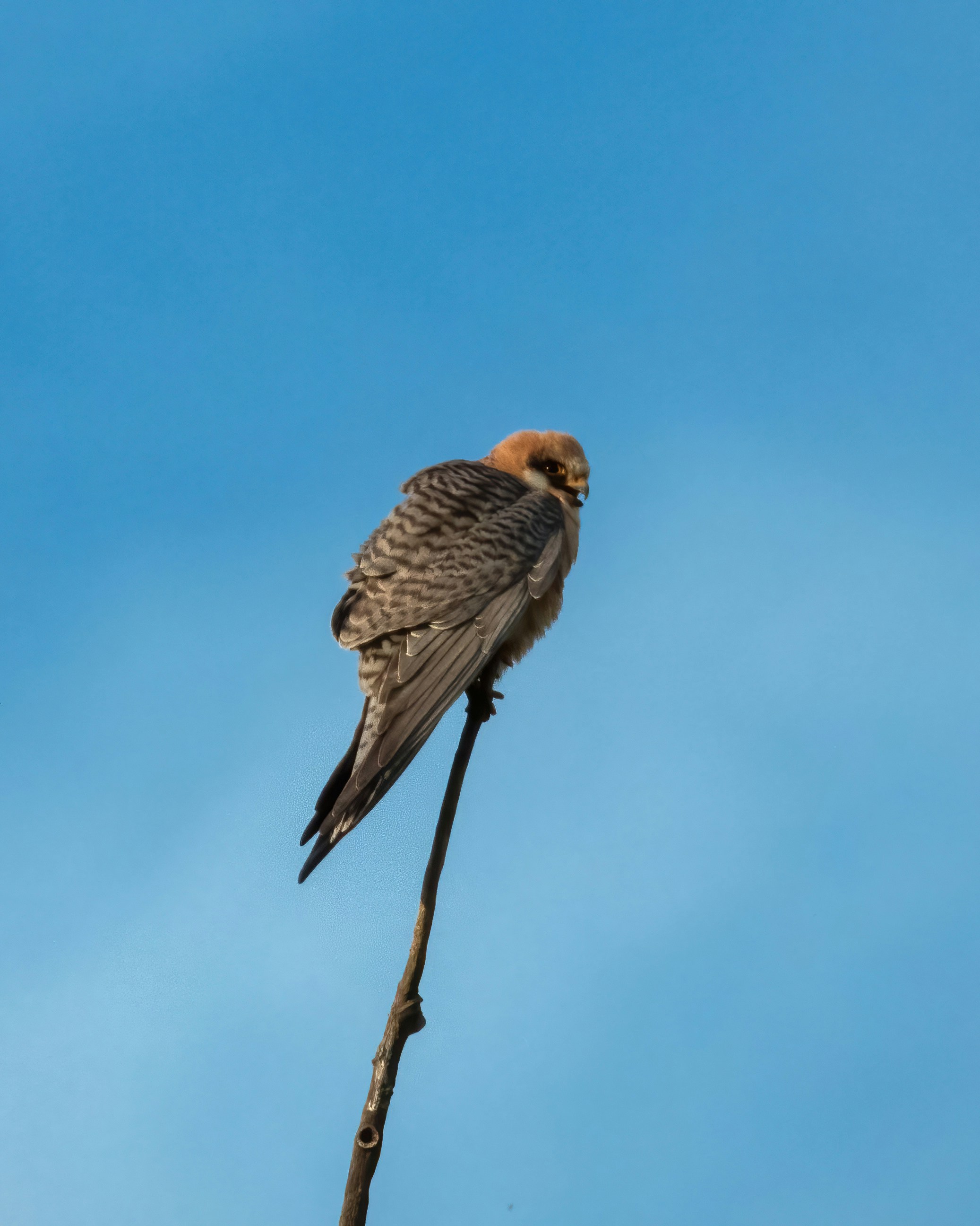 A falcon perches on a bare tree branch. photo – Free Animal Image on ...