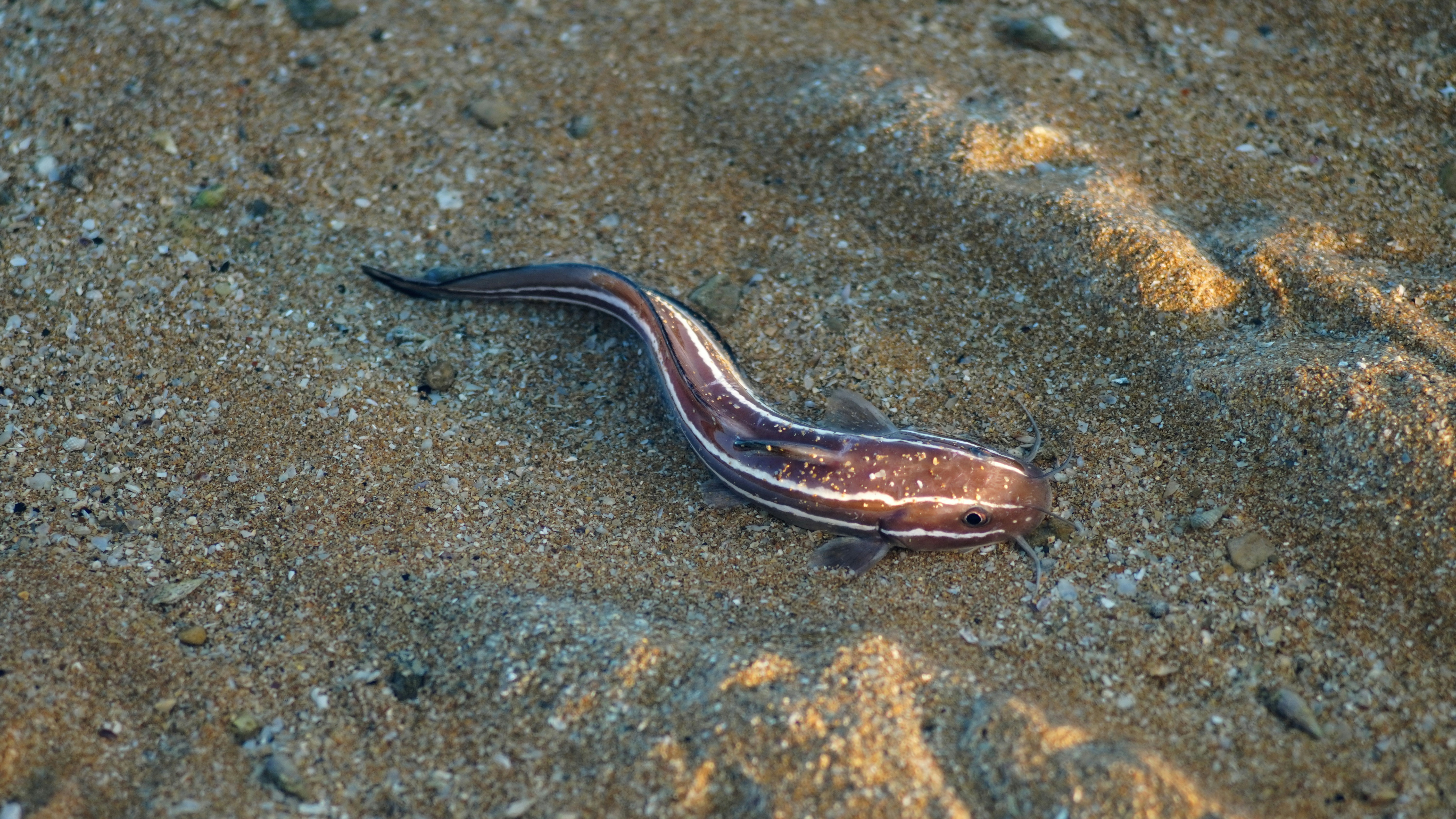 Un petit poisson se repose sur un sol sablonneux. photo – Image ...