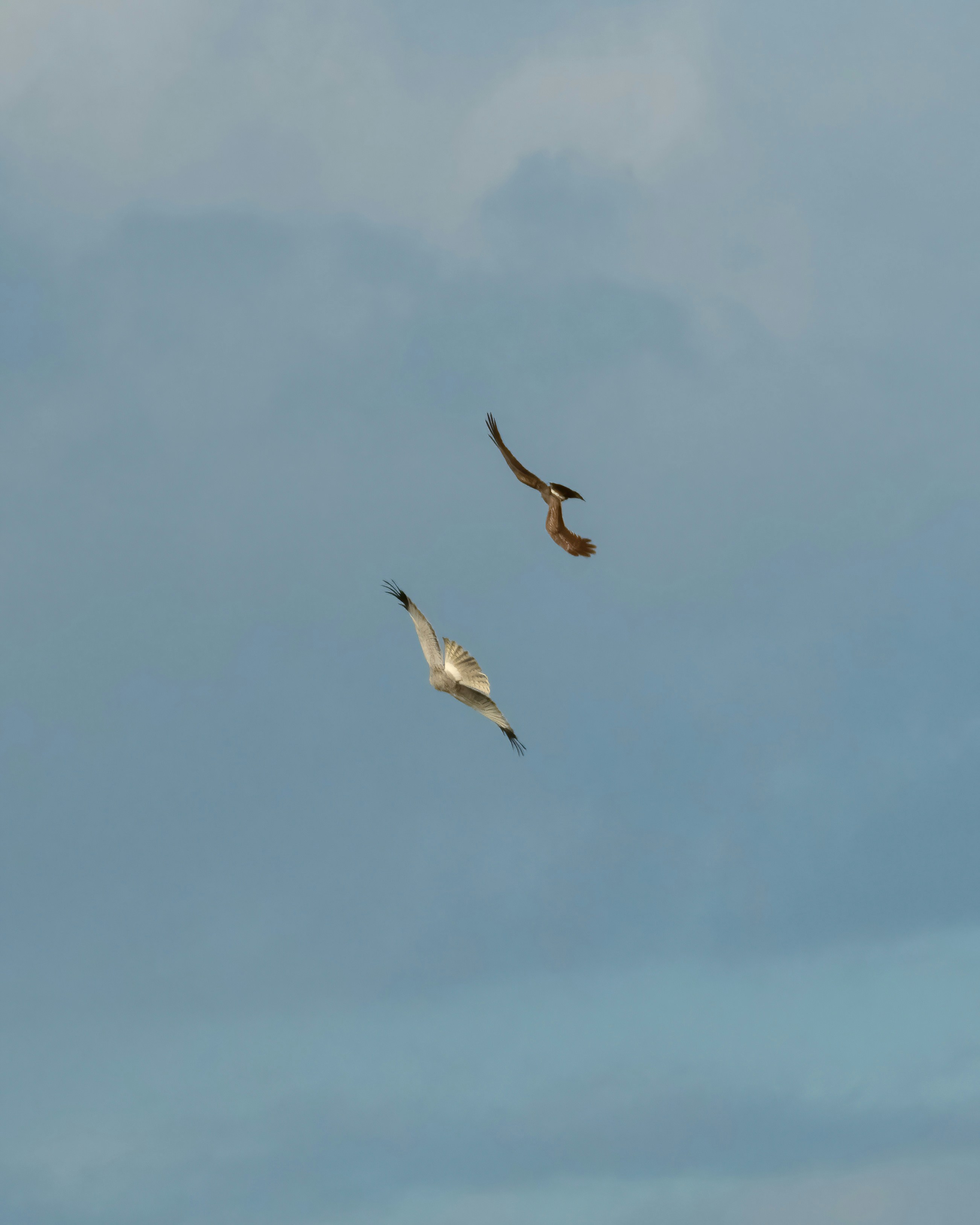 A couple of Hen harriers (Circus cyaneus) dancing in a stormy sky