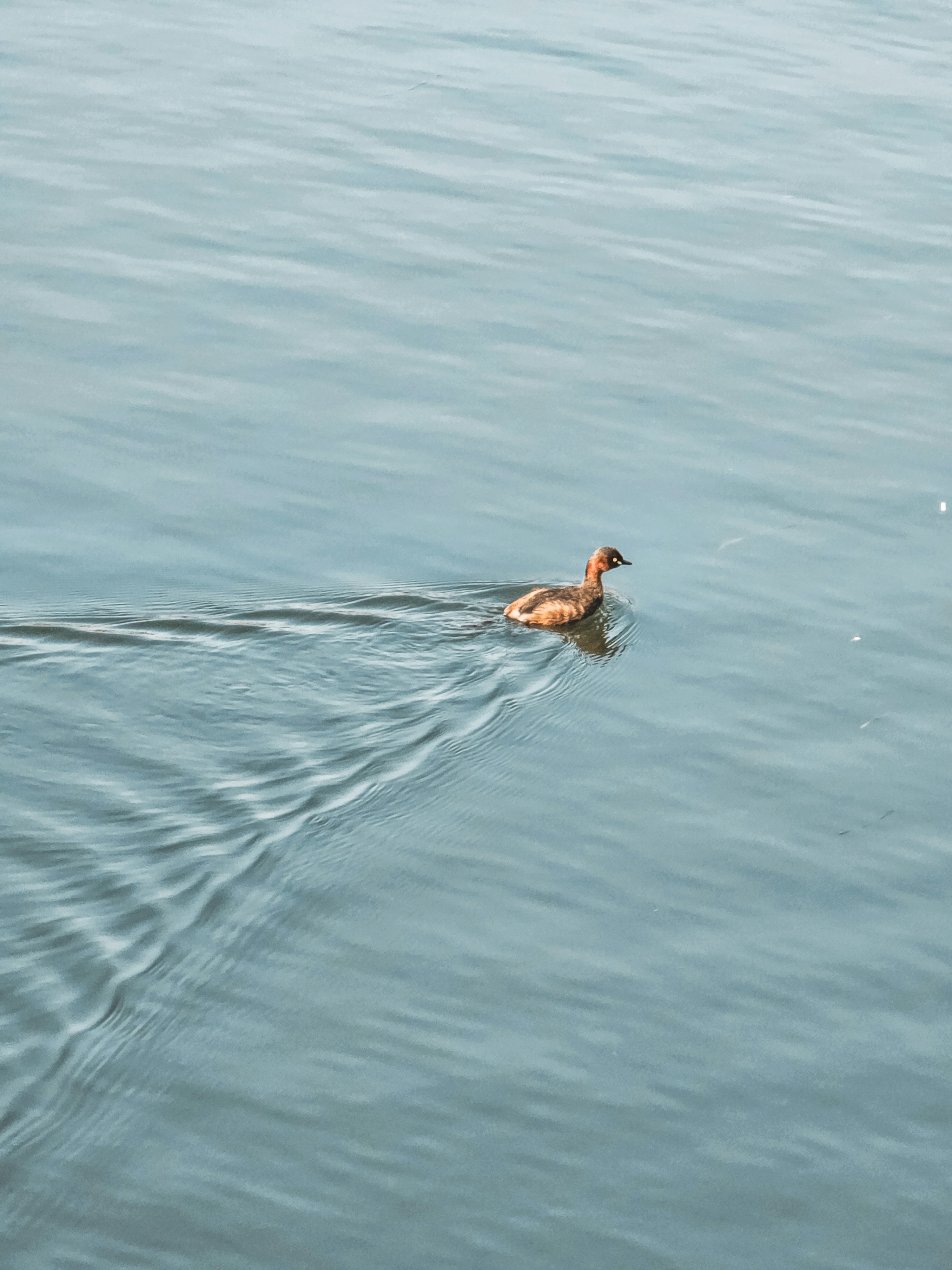 Rippling Serenity: A Waterbird's Journey