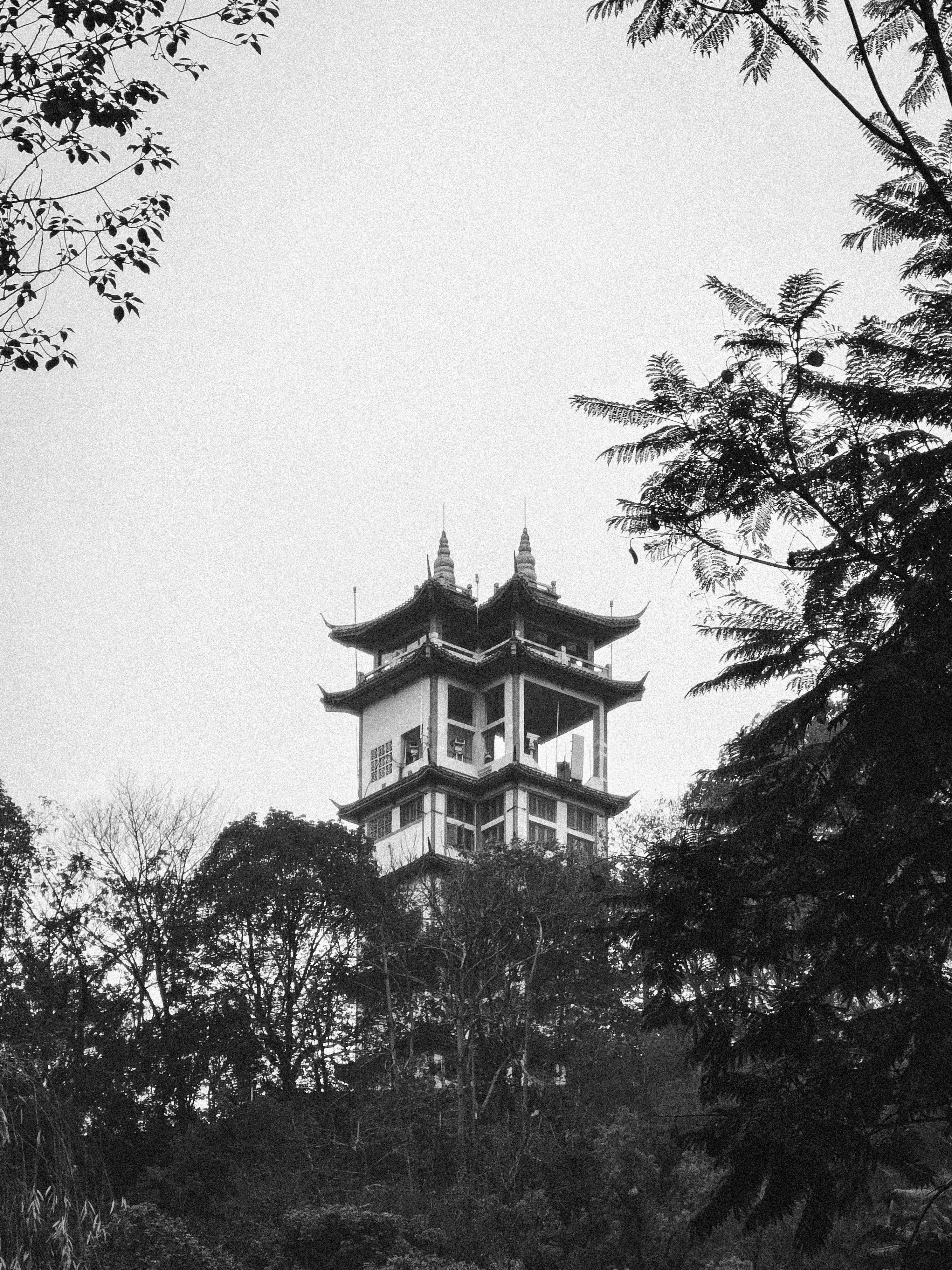 The Forest Watchtower: A Quiet Pagoda Emerges