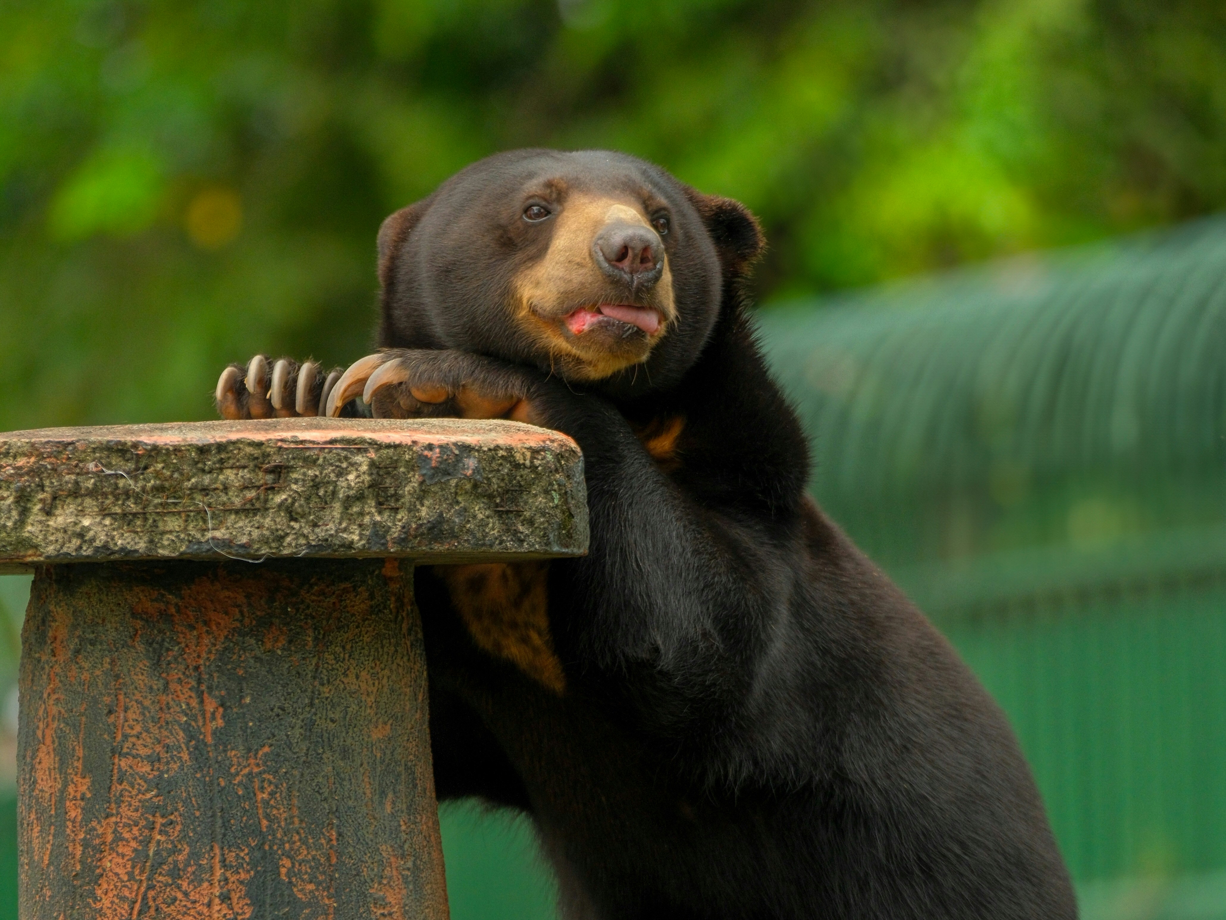 Curious Pause at the Fence: Bear Perches on Weathered Wood