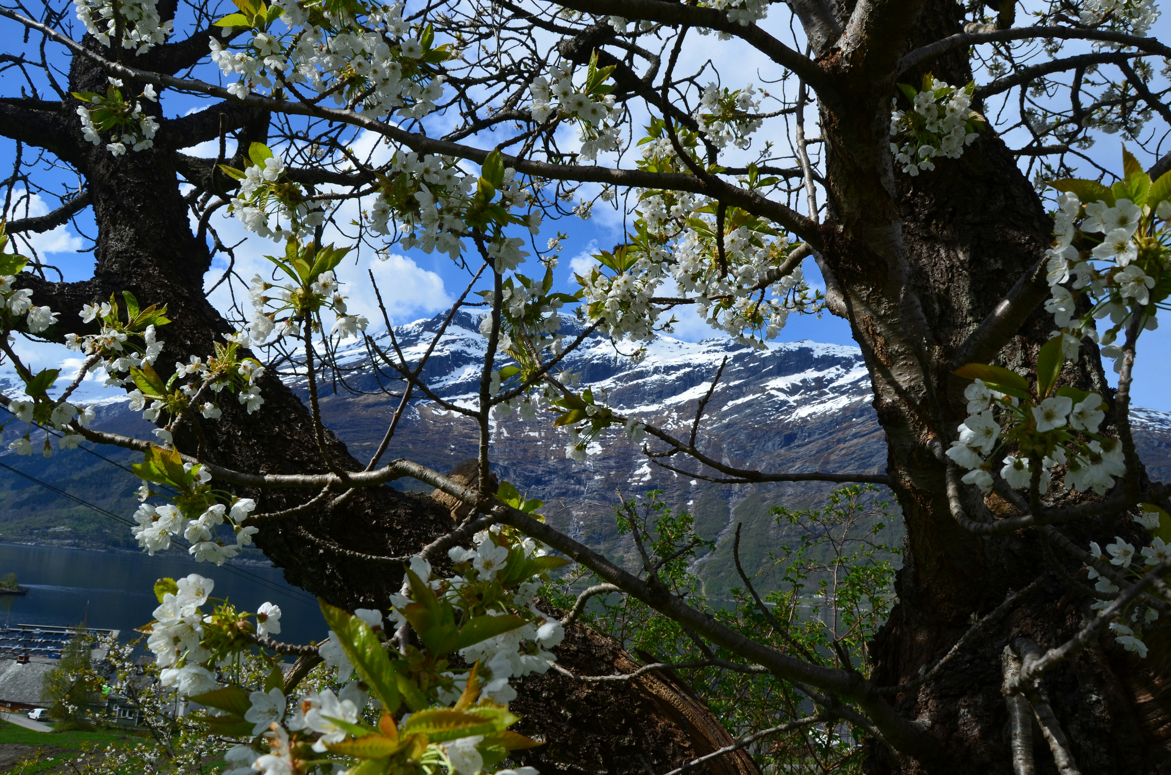 Petal Window to Snowbound Peaks