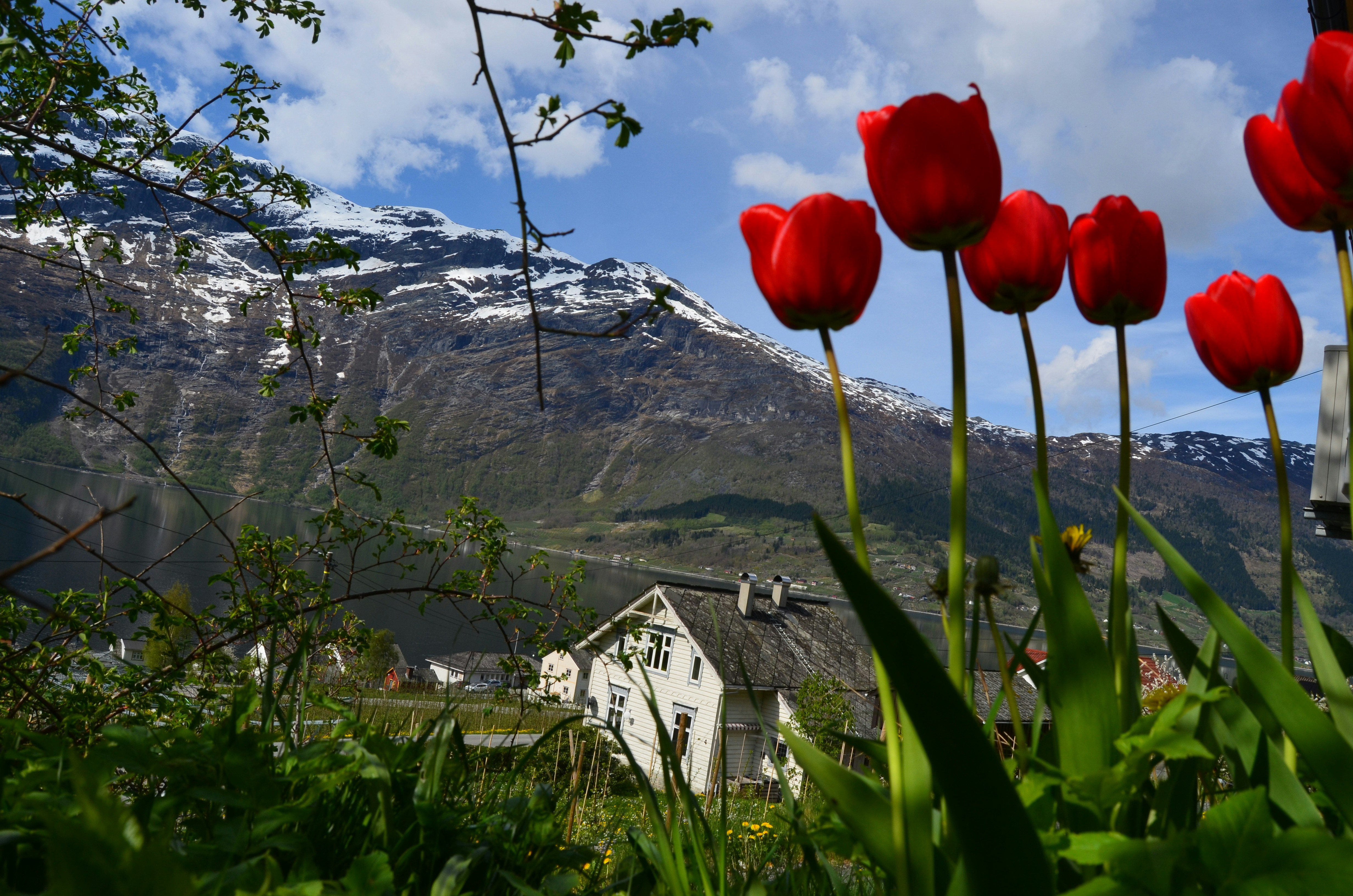 Scarlet Tulips Framing a Snow-Kissed Alpine Village