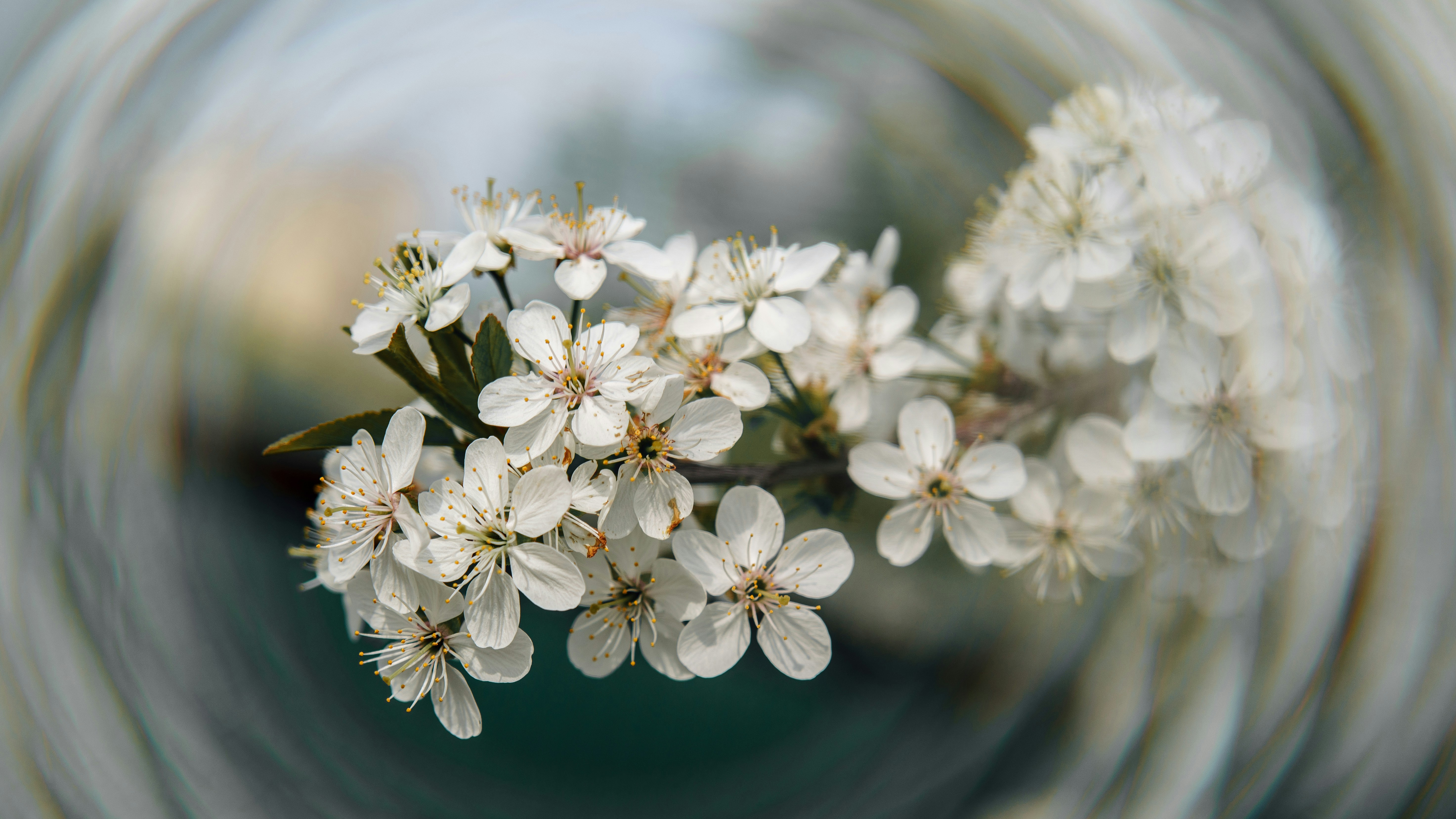 Petals Through a Glassy Window: Bloom in a Dreamy Ring