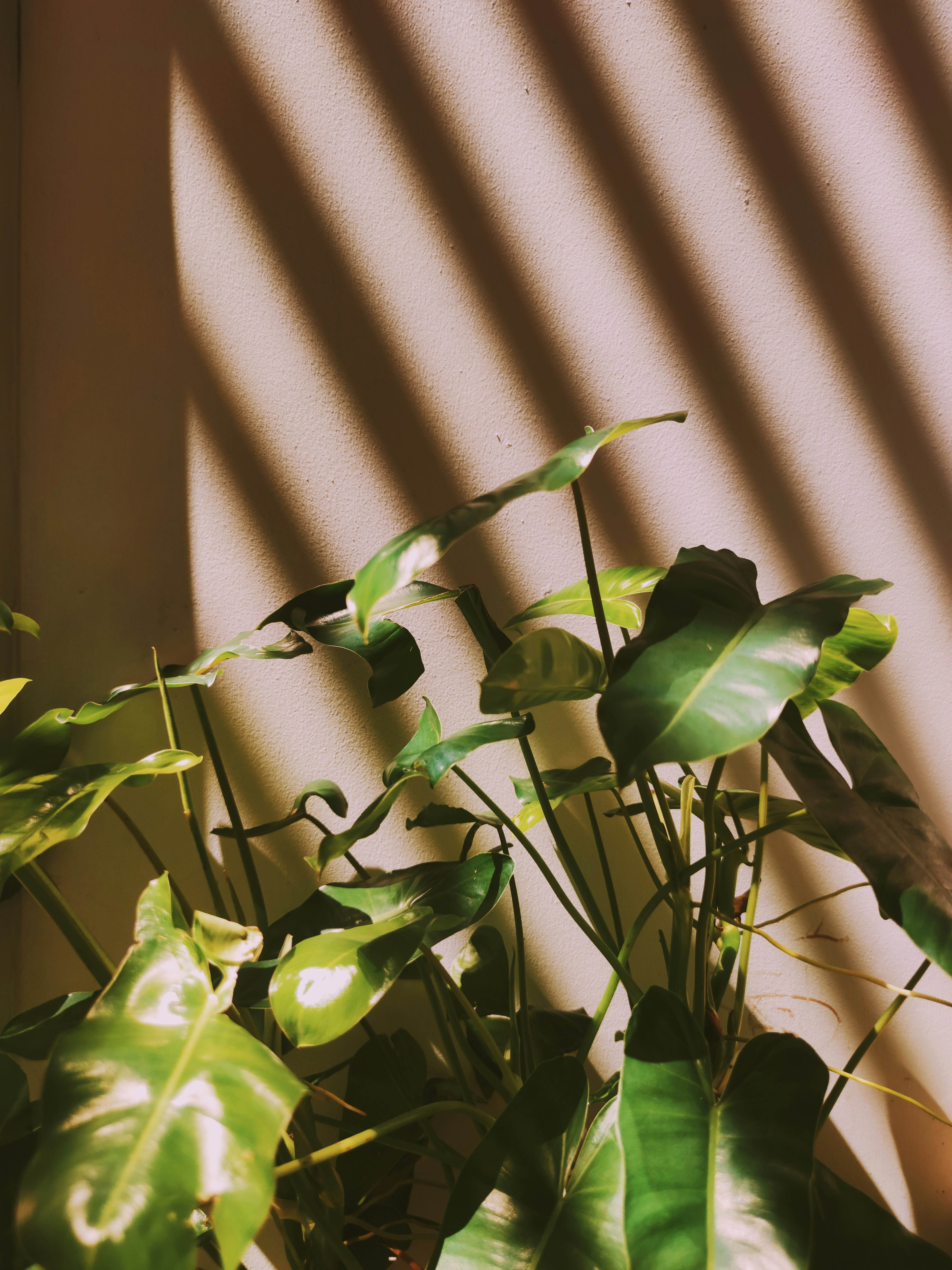 Plant with shadows cast by blinds. photo – Free Plant Image on Unsplash