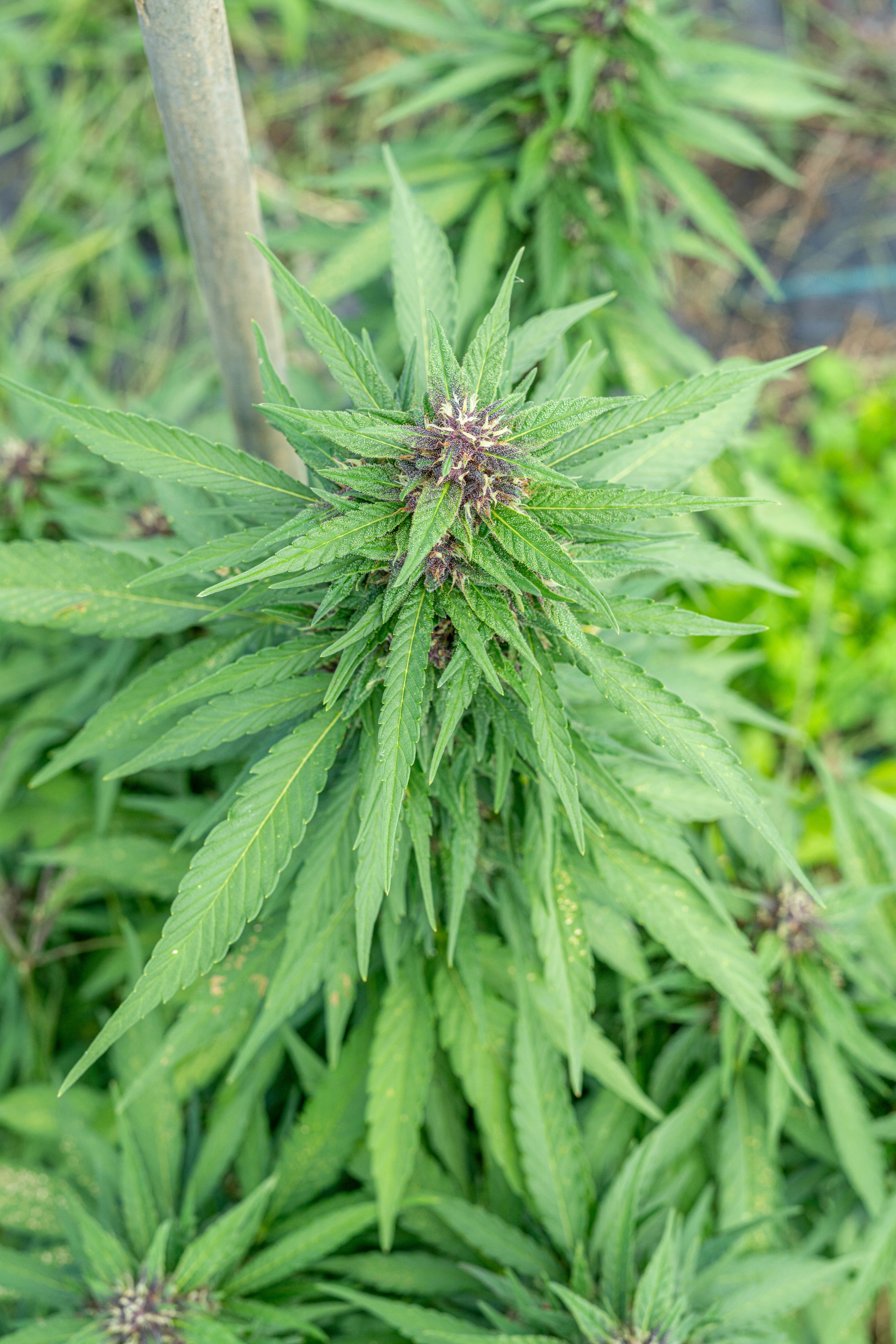 Here's a caption: cannabis plant with purple buds. photo – Free ...