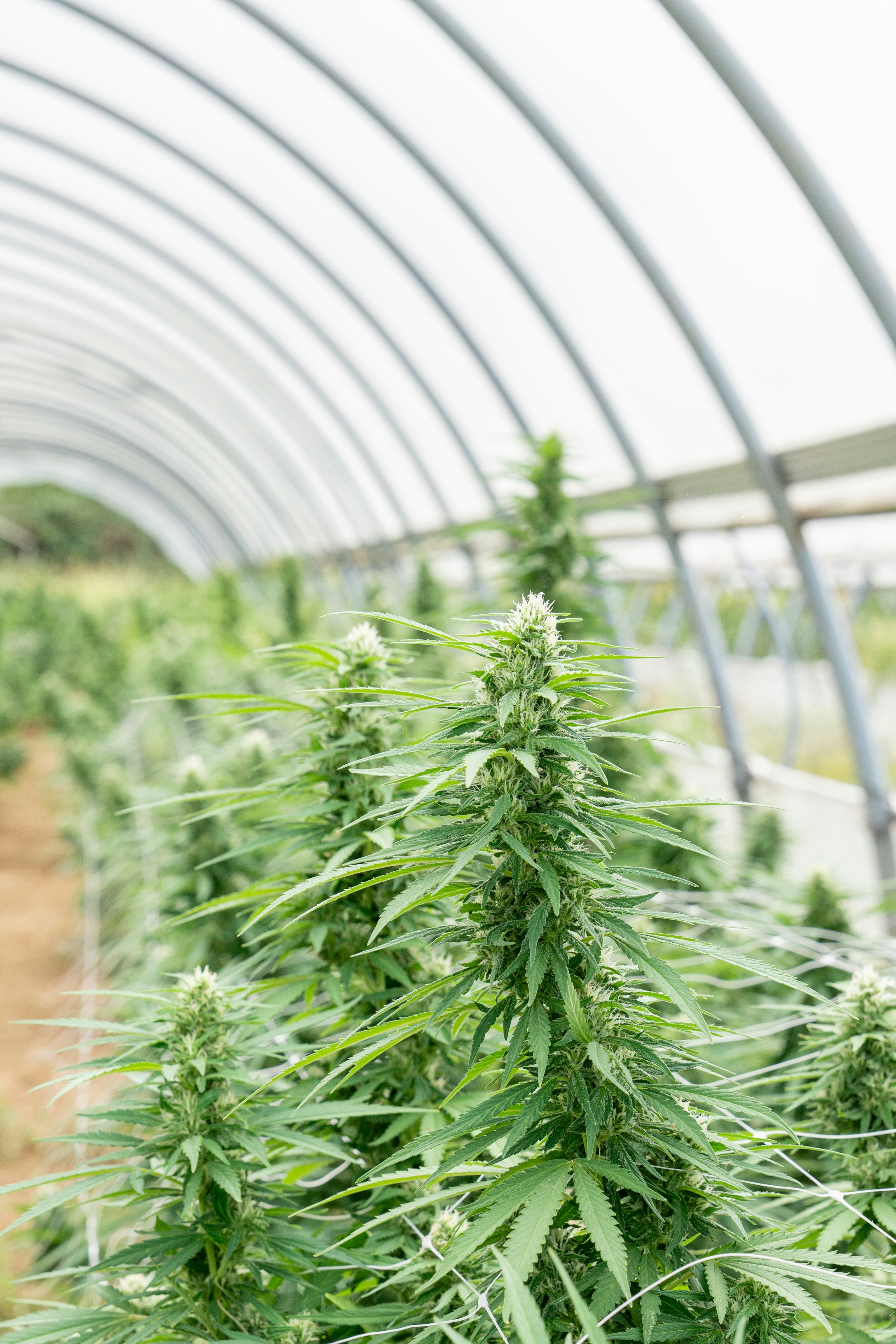 Cannabis plants grow in a greenhouse. photo – Free Marijuana Image on ...