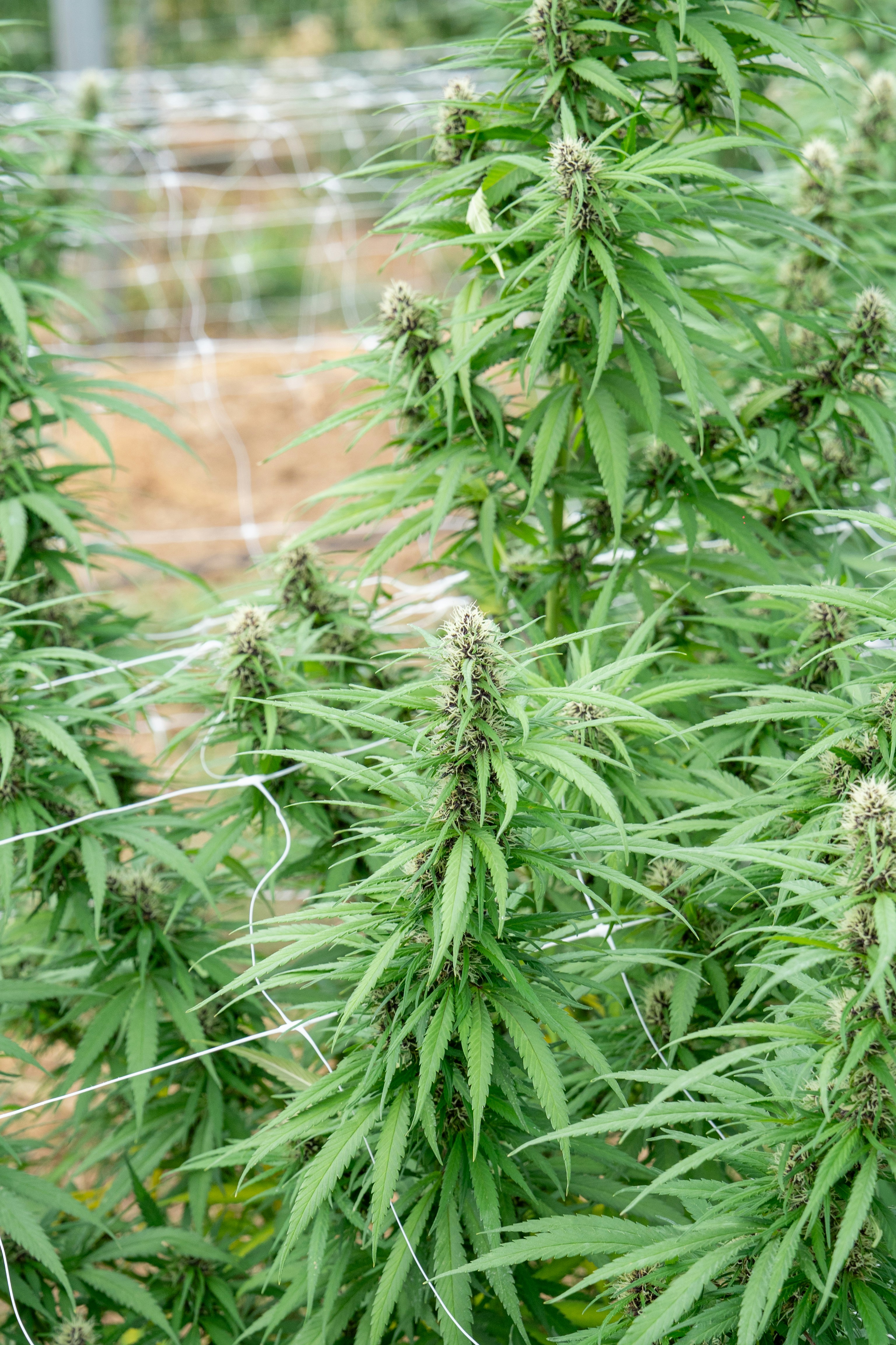 Cannabis plants are growing in an outdoor field. photo – Free Marijuana ...