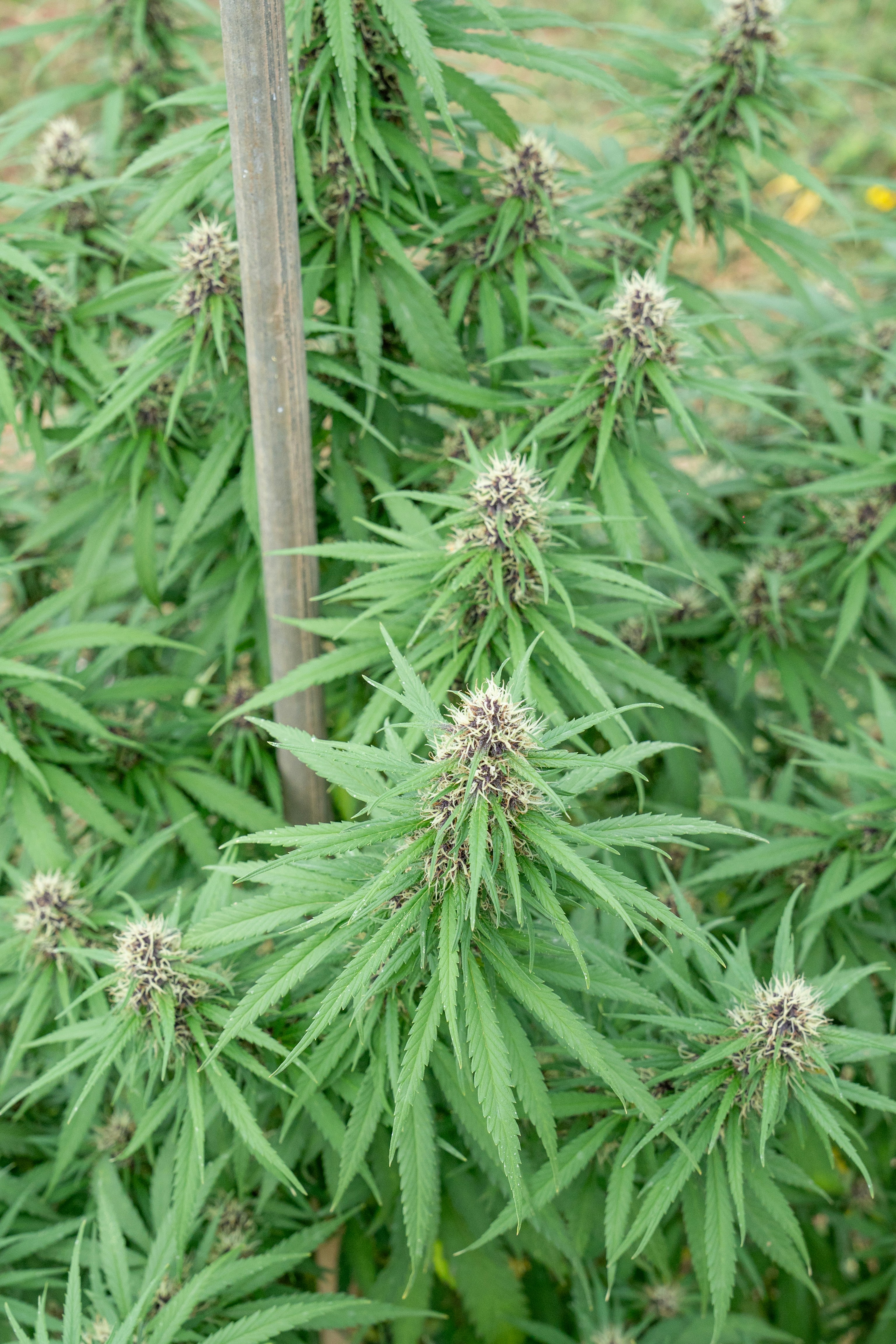 A cannabis plant is growing with several buds. photo – Free Marijuana ...