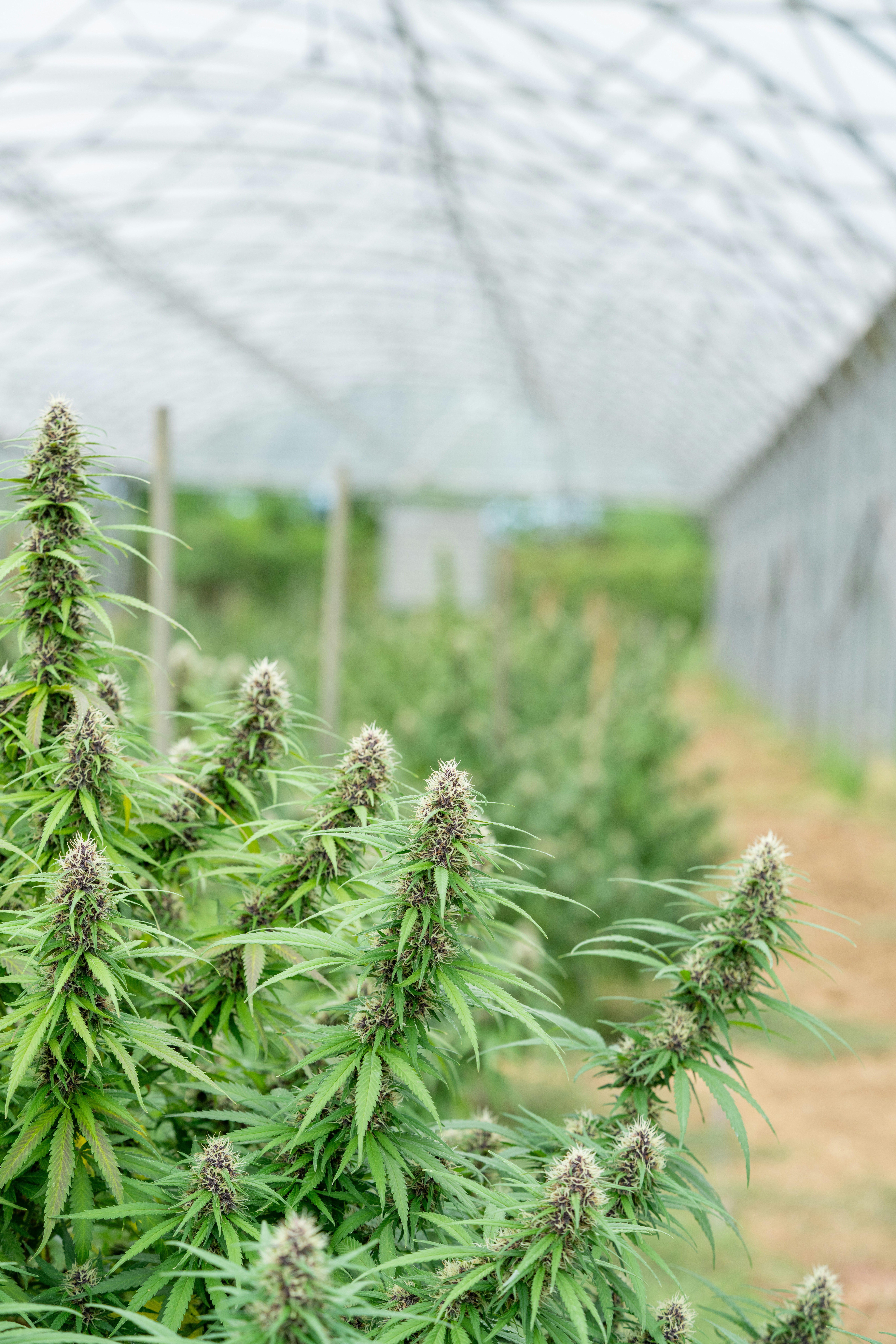Cannabis plants grow in a greenhouse. photo – Free Marijuana Image on ...