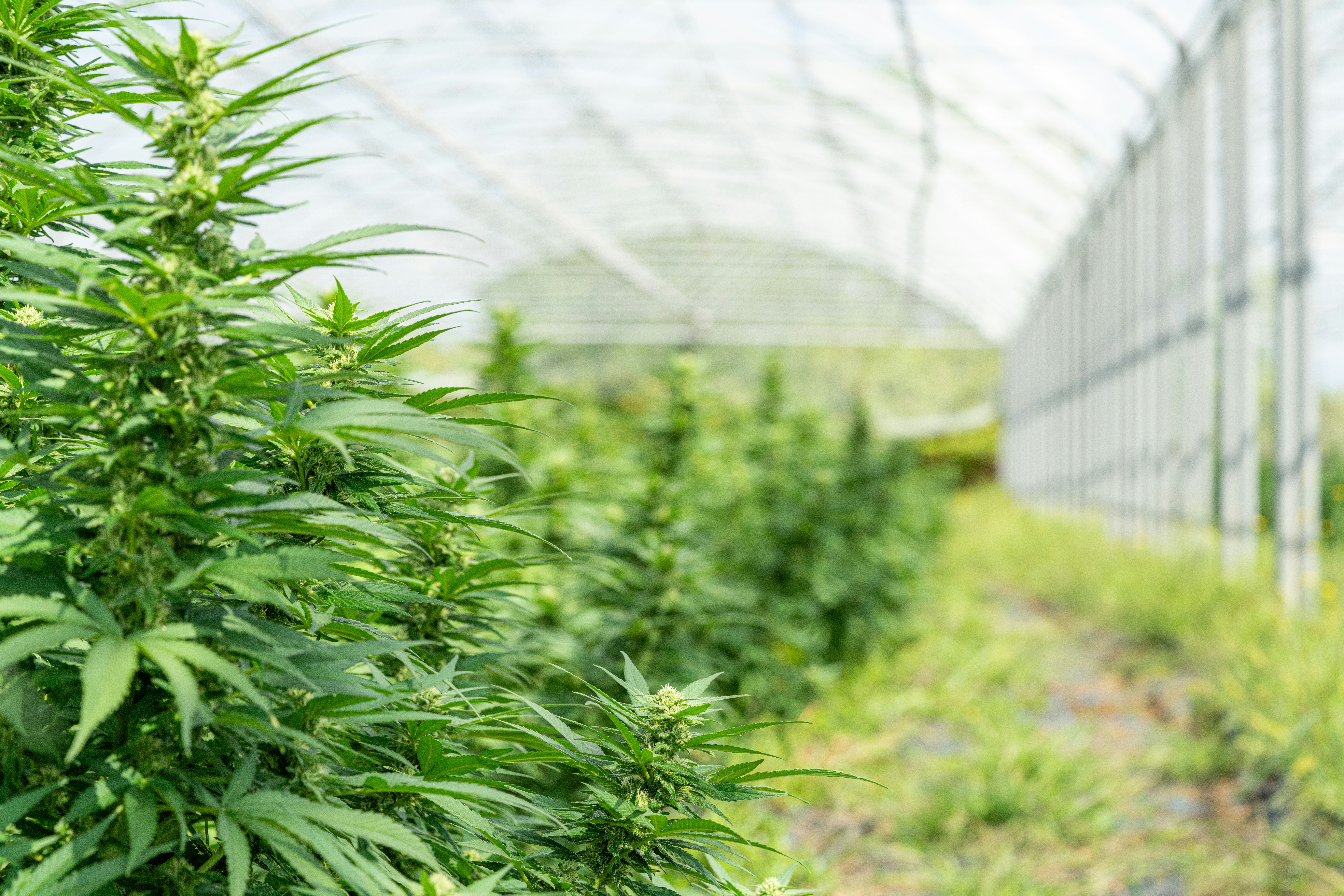 Cannabis plants grow inside a greenhouse. photo – Free Marijuana Image ...