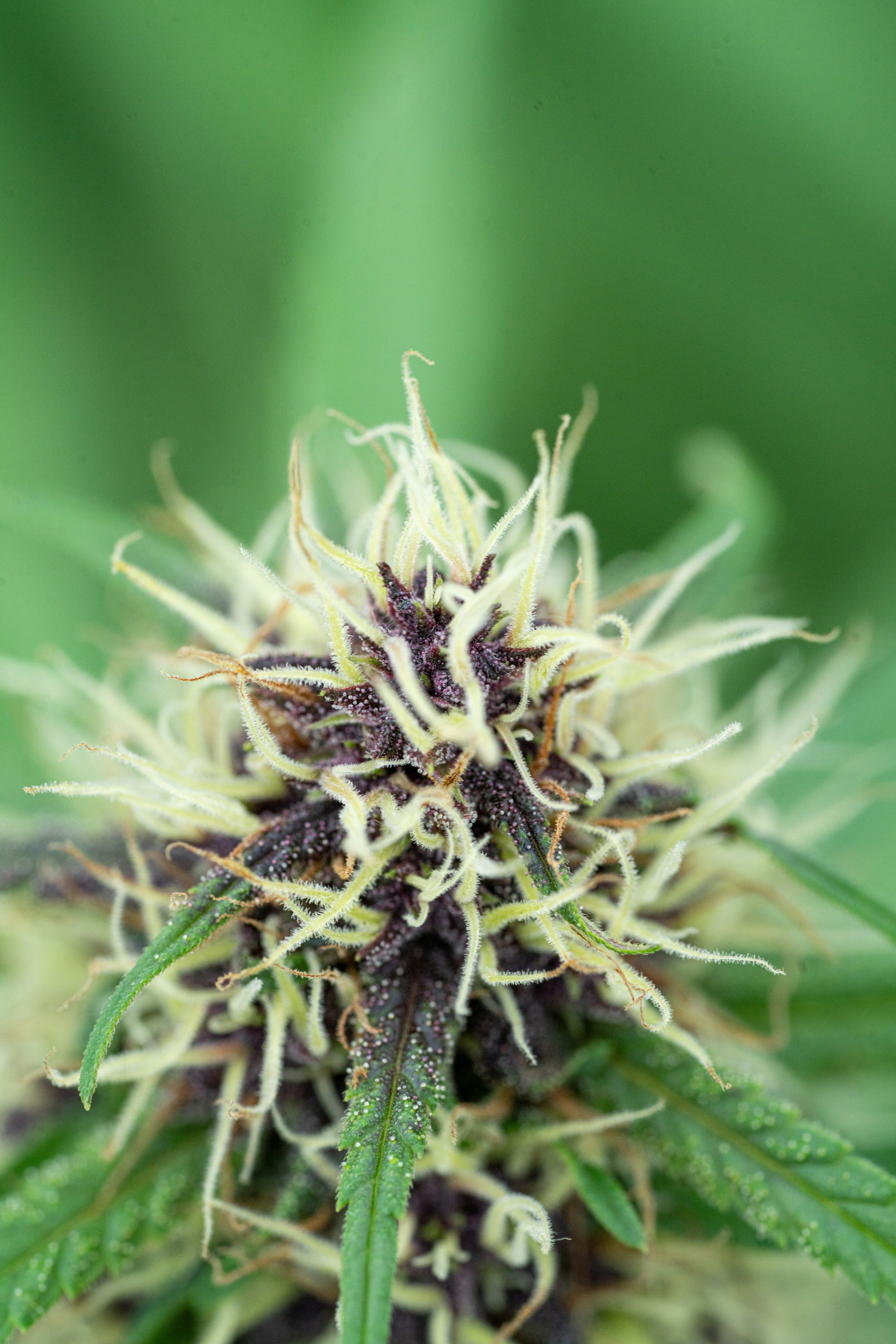 Frosted Crown: Purple Cannabis Bud Amid Emerald Foliage