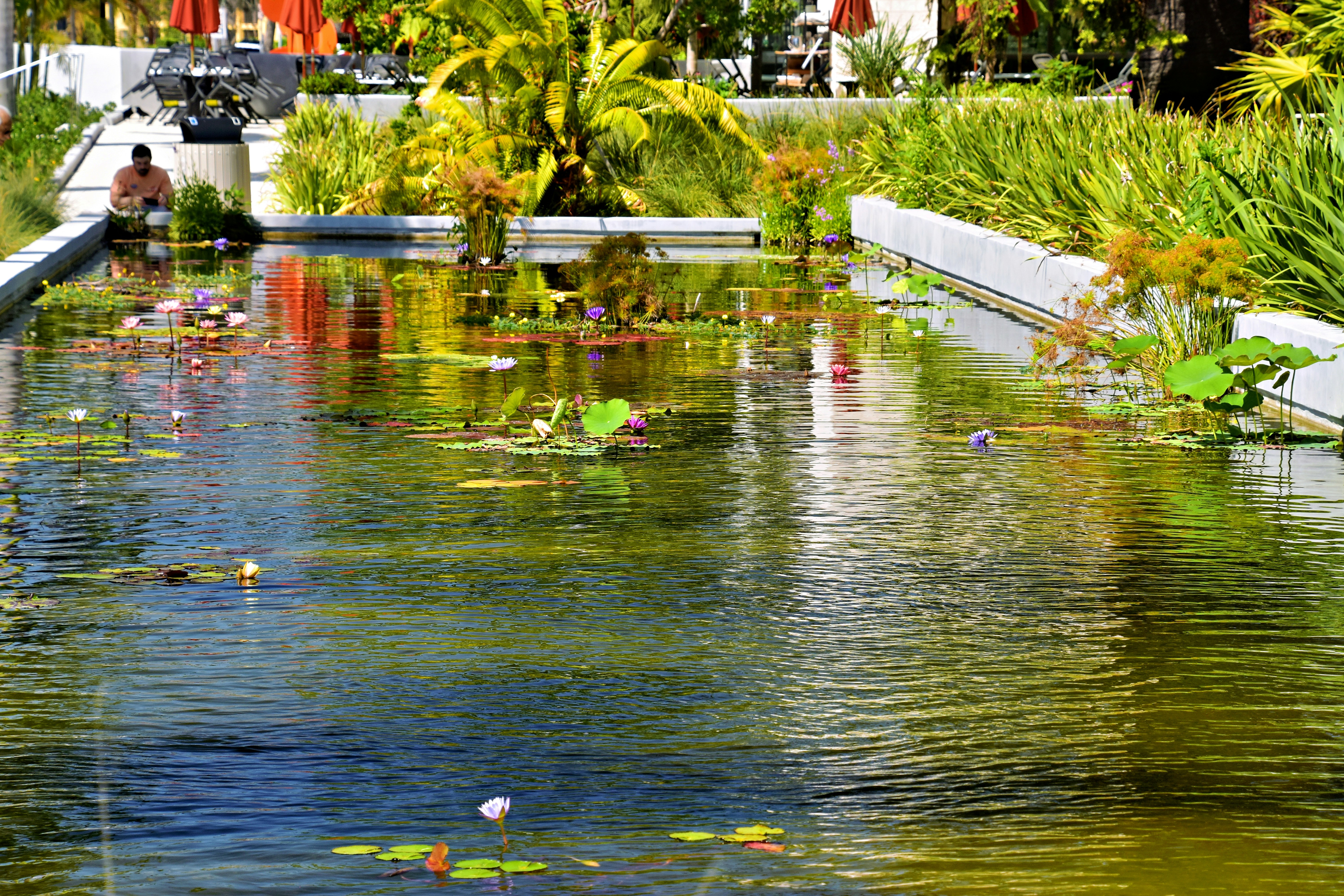 Sunlit Pondside Oasis: Lily Pads and Coral-Orange Cabana Trim