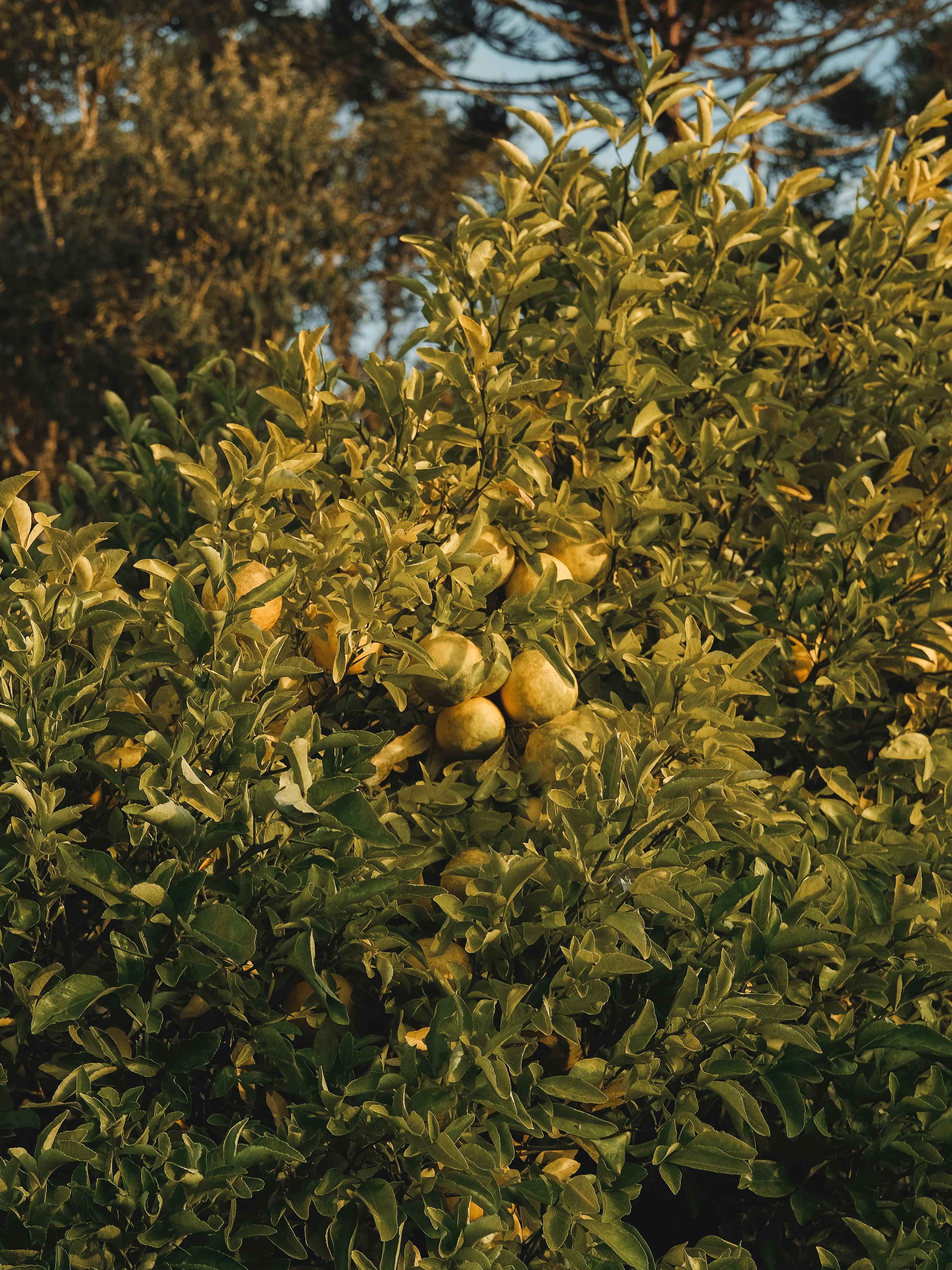 Sunlit Golden Orbs Hidden in a Dense Citrus Canopy