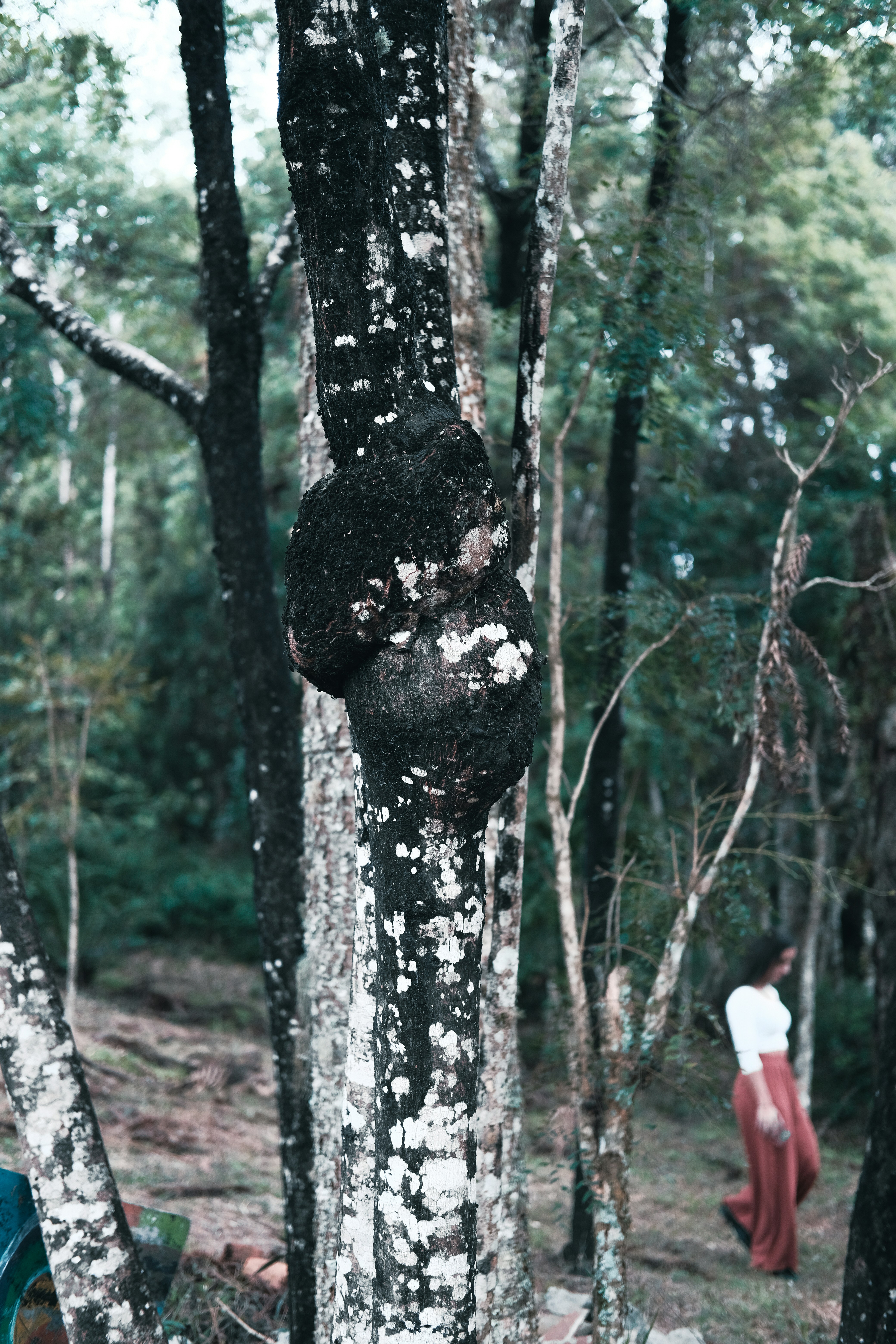 A tree with a large growth in a forest. photo – Free Mountains Image on ...