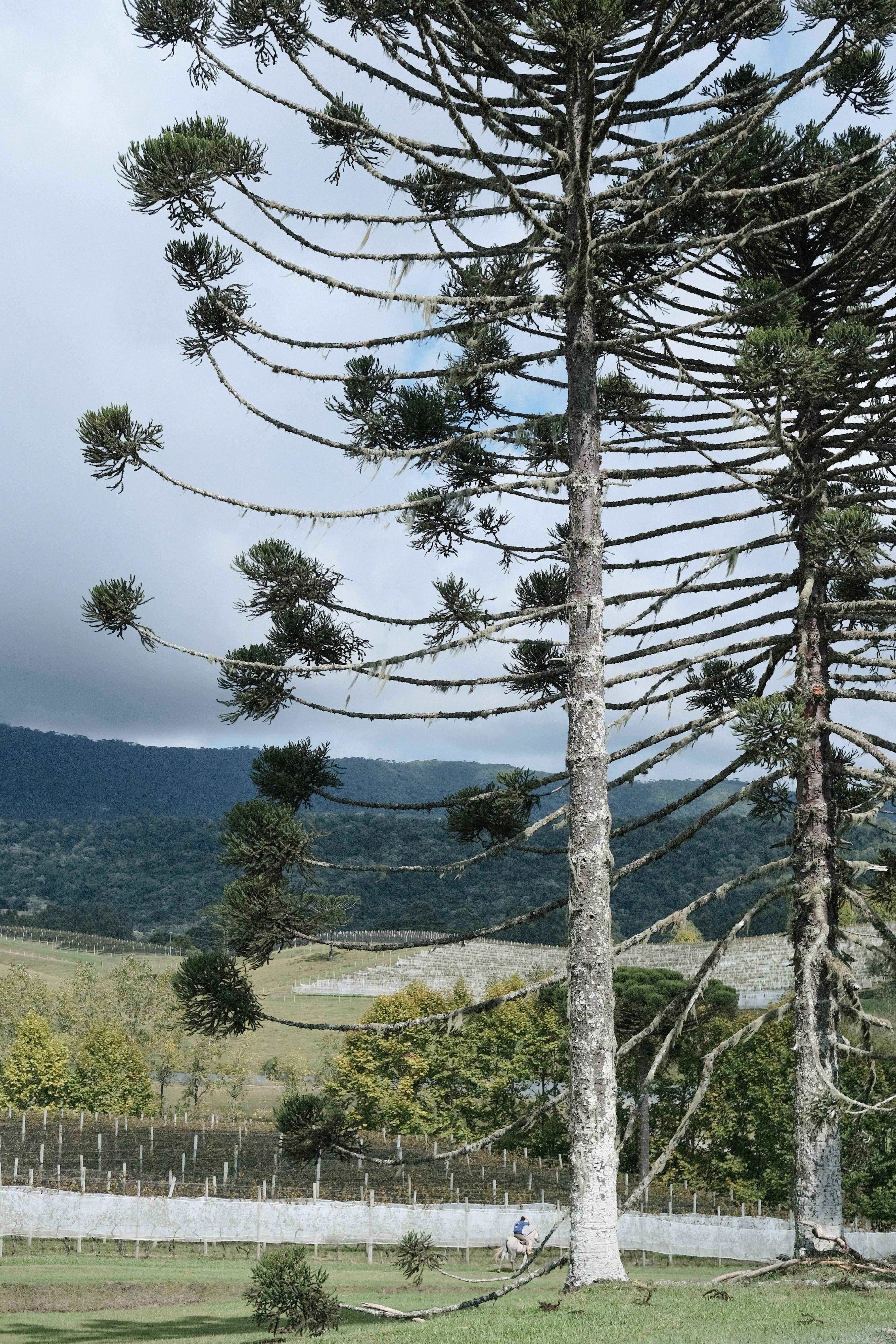 Araucaria Sentinel Over a Vine Valley