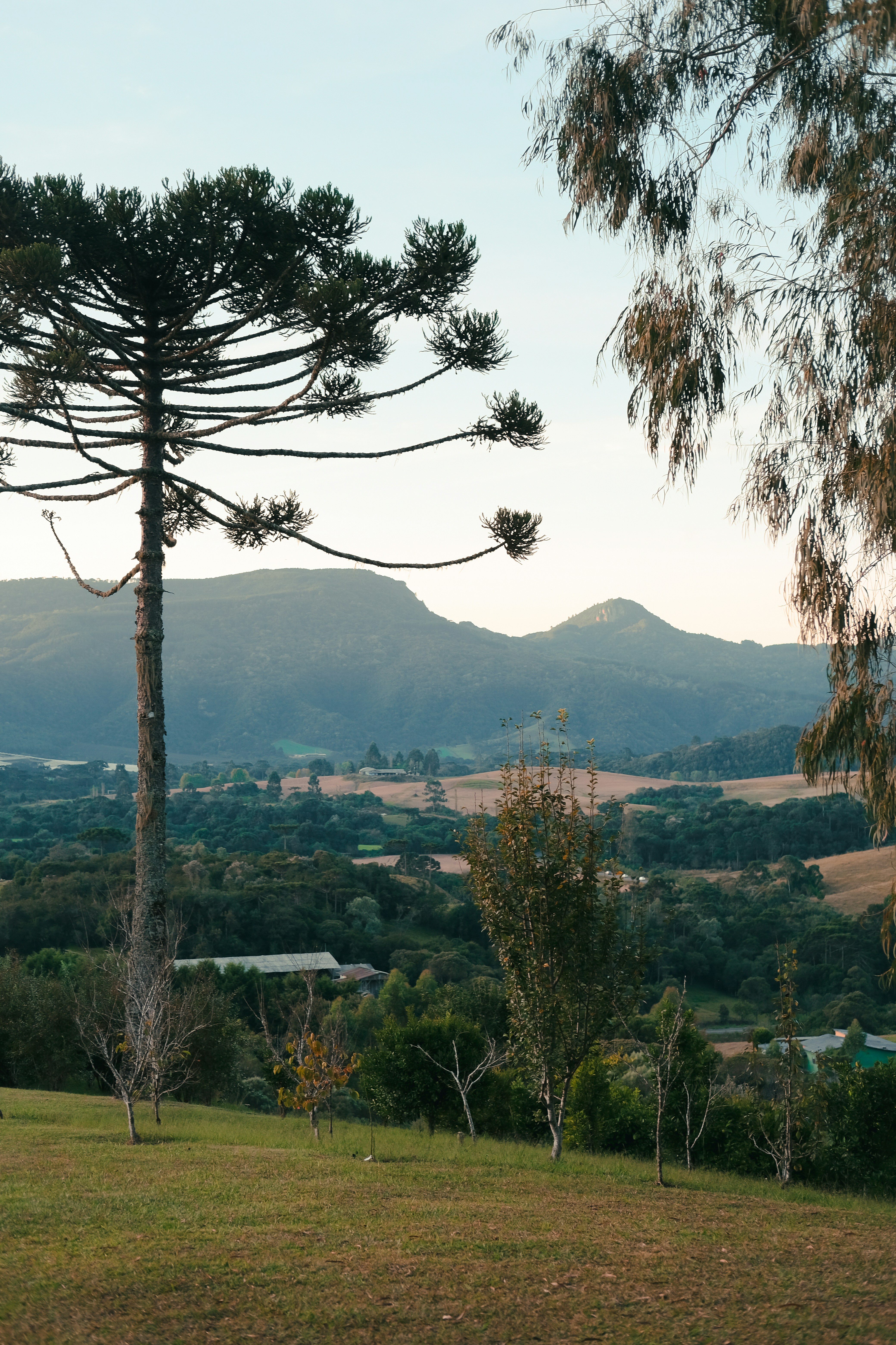 Lone Pine on the Ridge: Dusk Over a Quiet Valley
