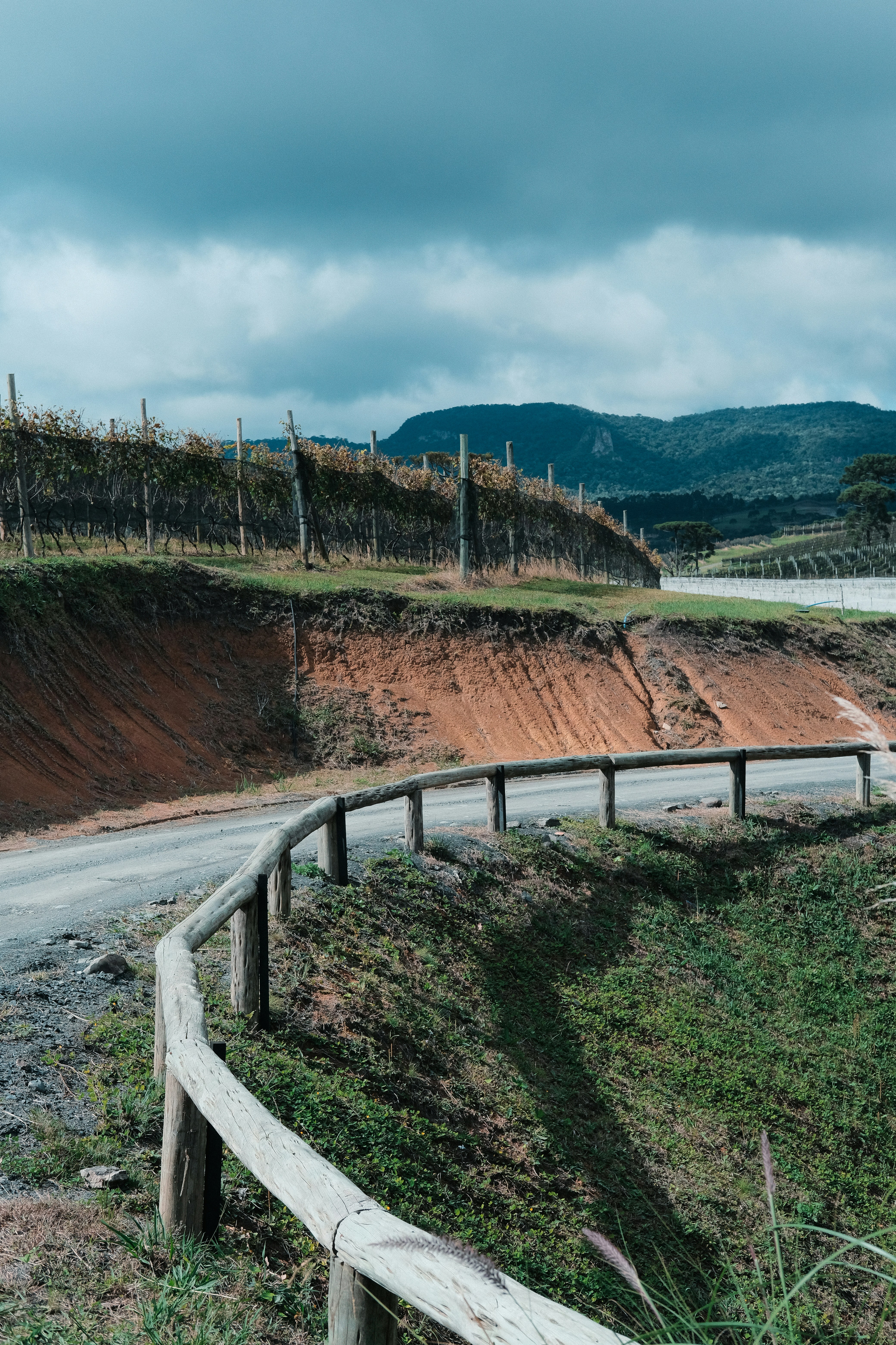 Guardrail Curve Through the Vineyard Rim Beneath Cloudy Skies