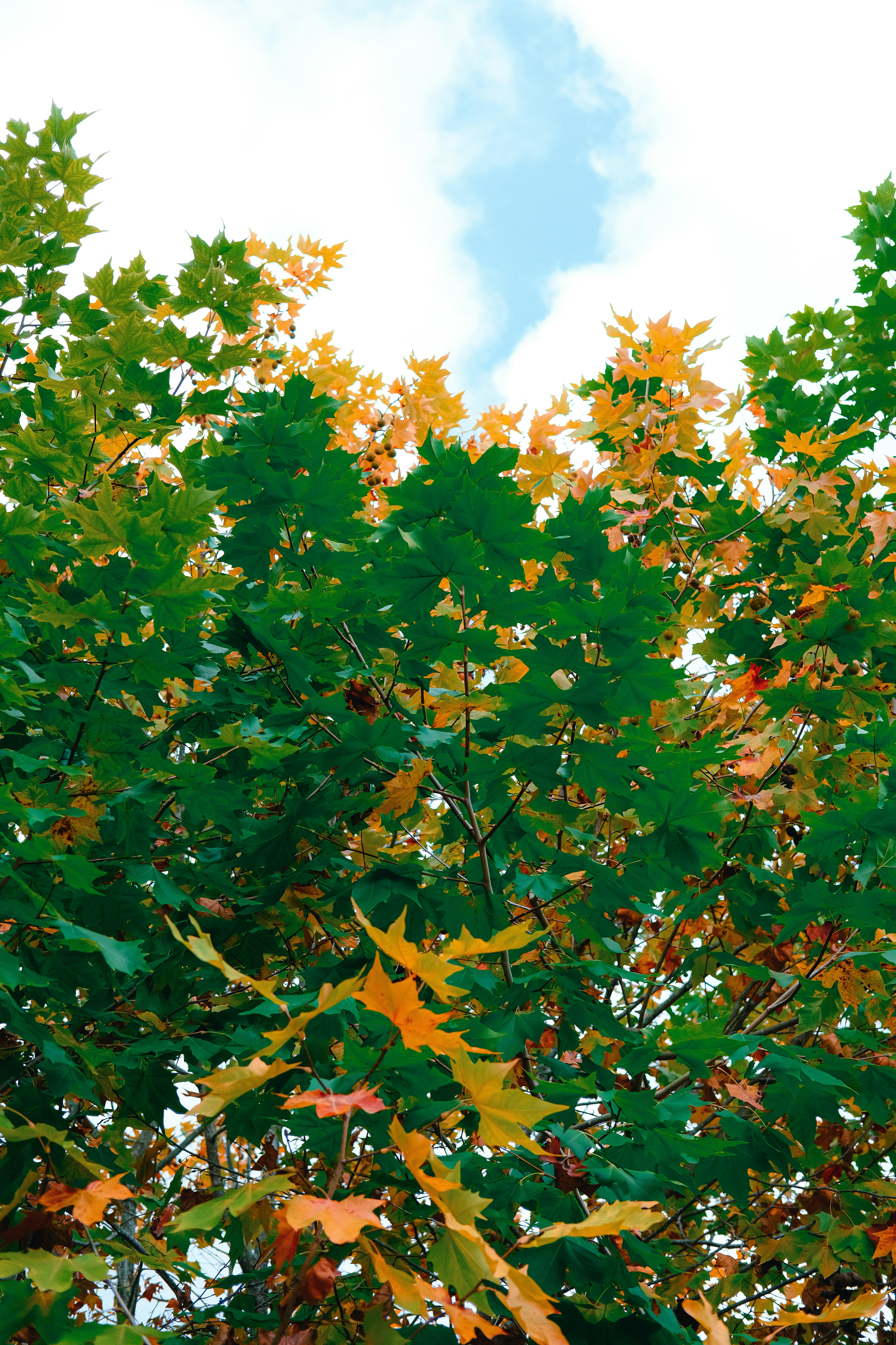 Autumn Canopy Mosaic: Green to Gold Leaves Under a Bright Sky