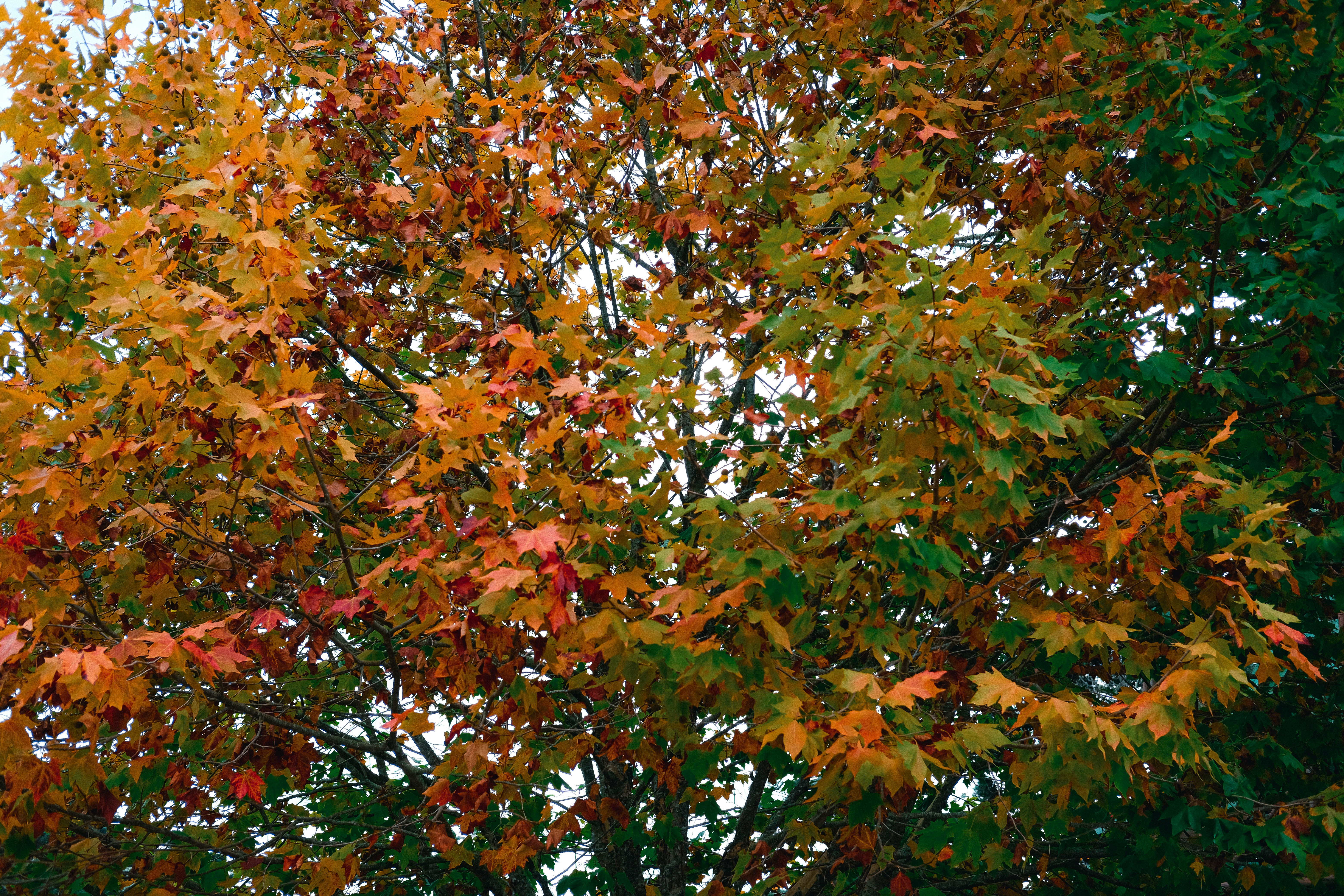 Vibrant autumn leaves in shades of orange, red, and green, creating a rich tapestry against a soft sky.