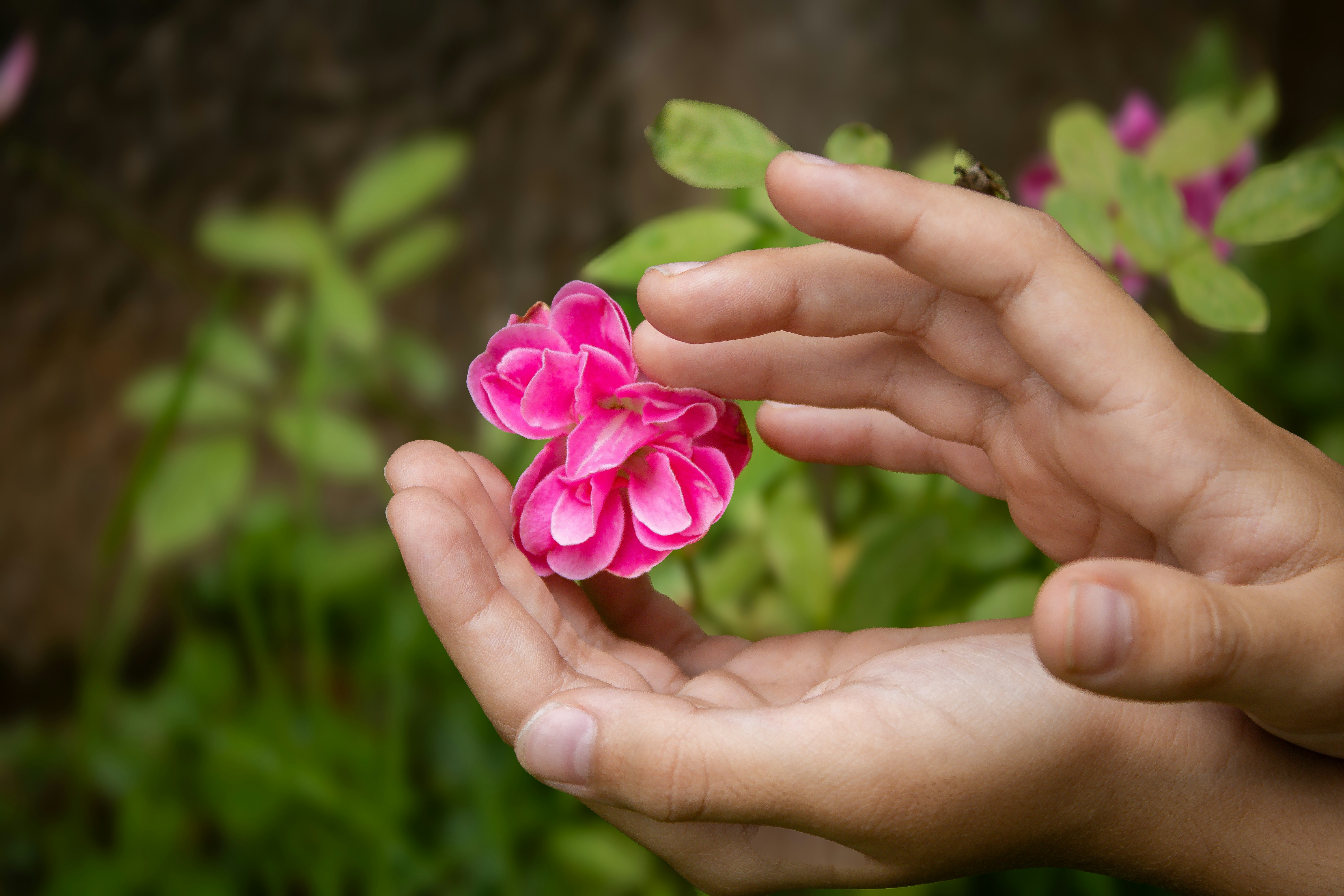 Cradled Bloom: Pink Petals Framed by Gentle Fingers