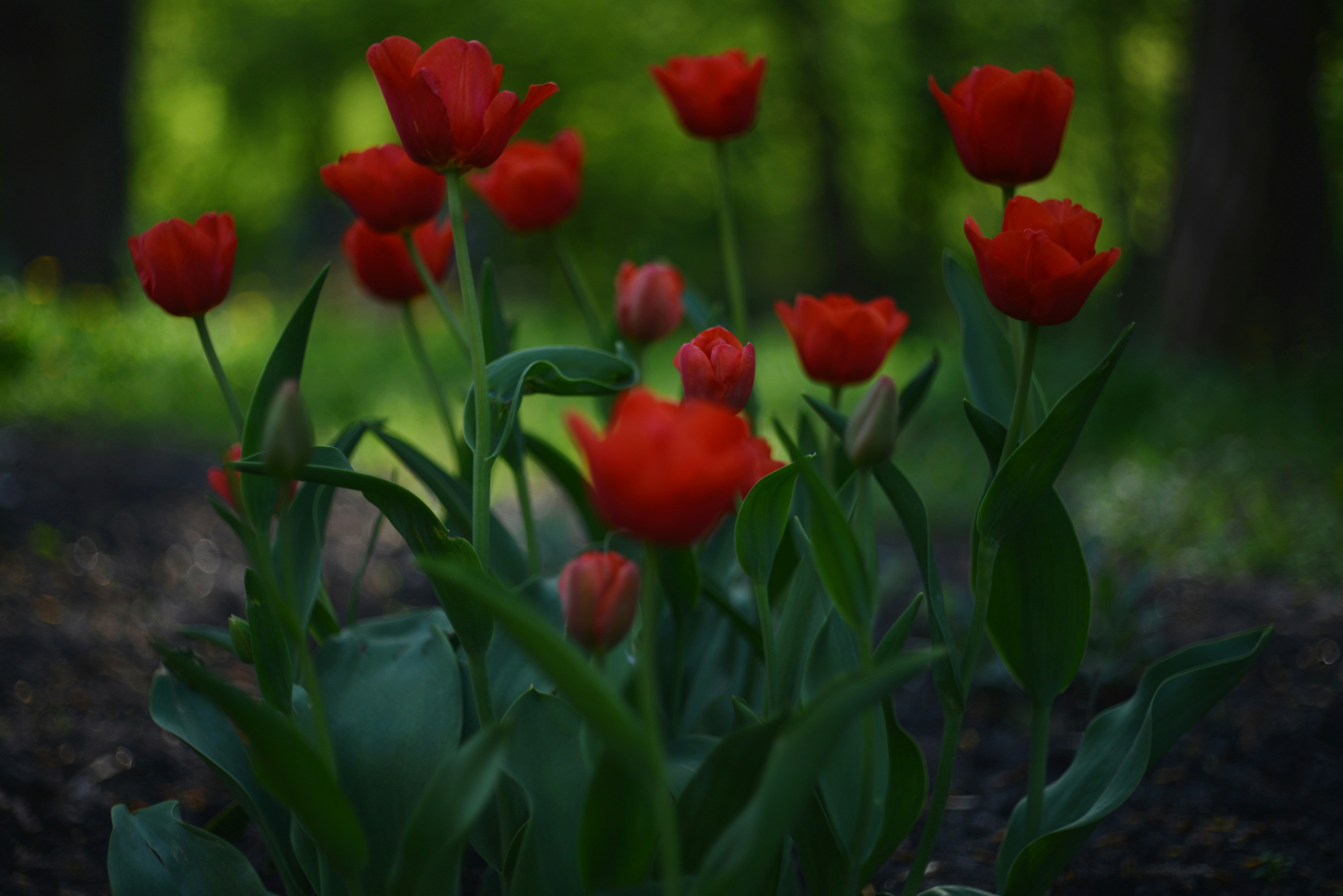 Les tulipes rouges fleurissent magnifiquement dans le jardin. photo ...