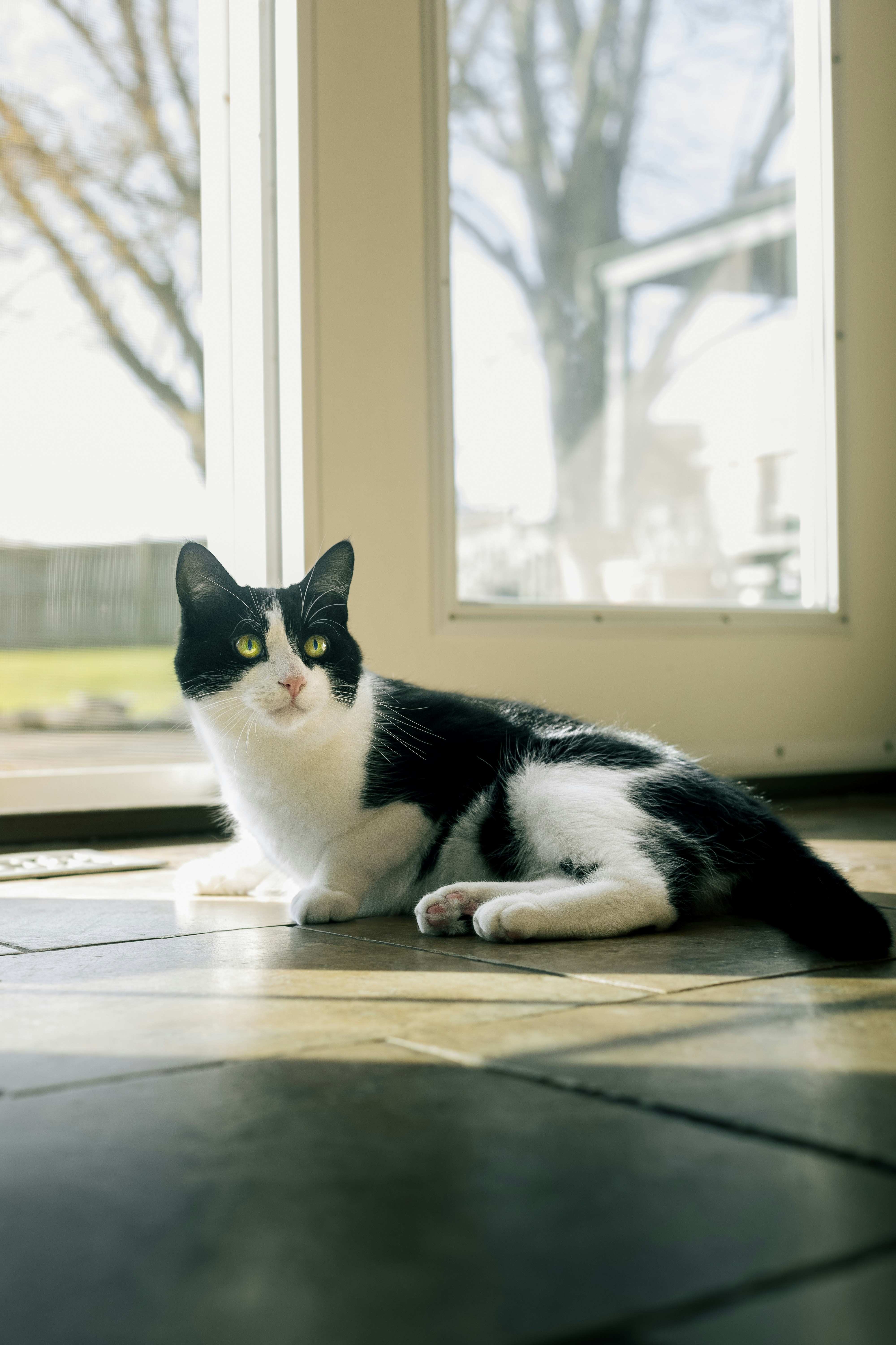Loaf in the Light: Black-and-White Cat by the Sunny Door