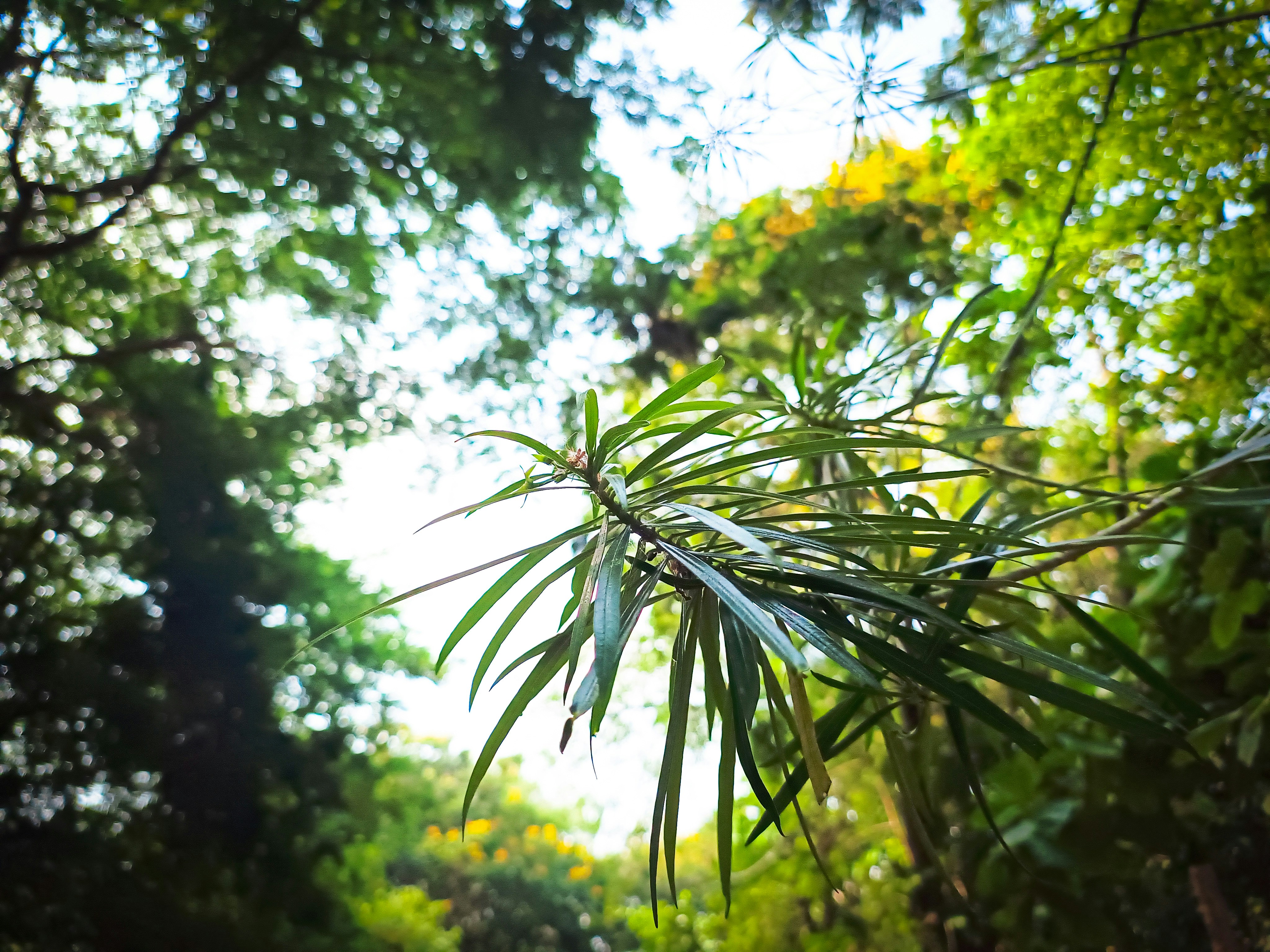 Delicate green leaves reaching towards the sky, framed by a lush forest backdrop. The interplay of light and shadow highlights the vibrant foliage.