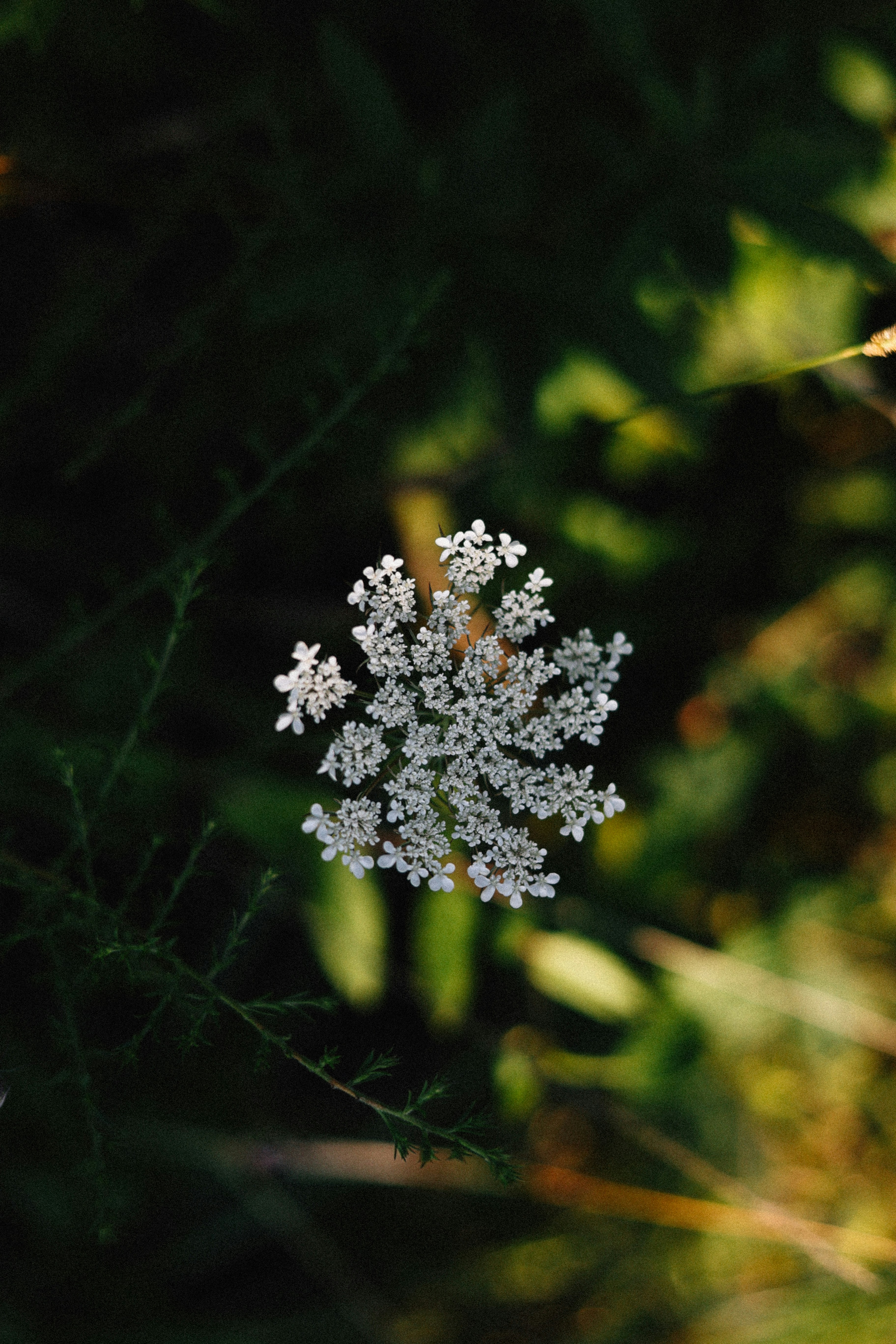 Delicate Whispers of Nature