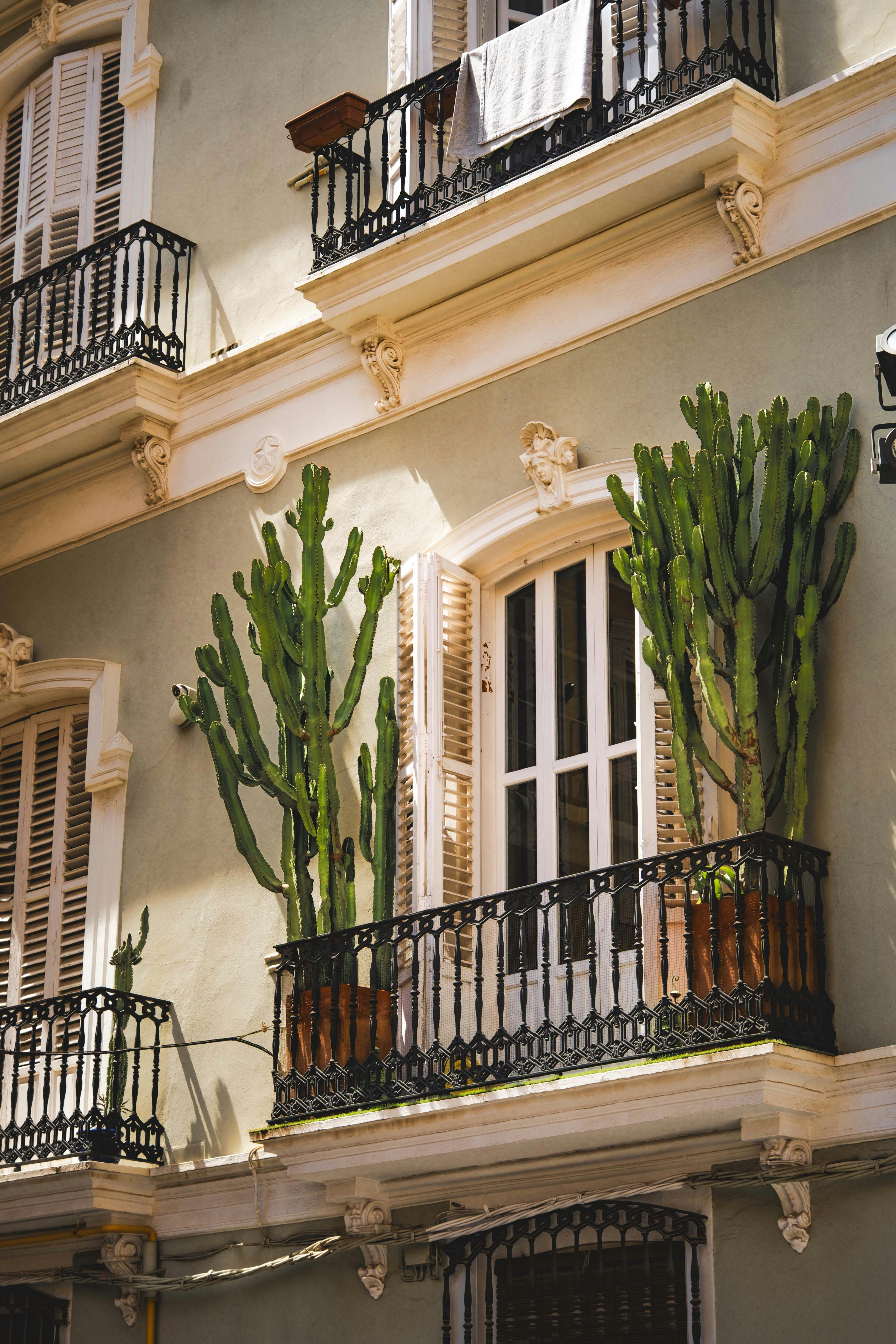 Los cactus florecen en un balcón de un edificio europeo. foto – Imagen de Edificio gratuita en ...