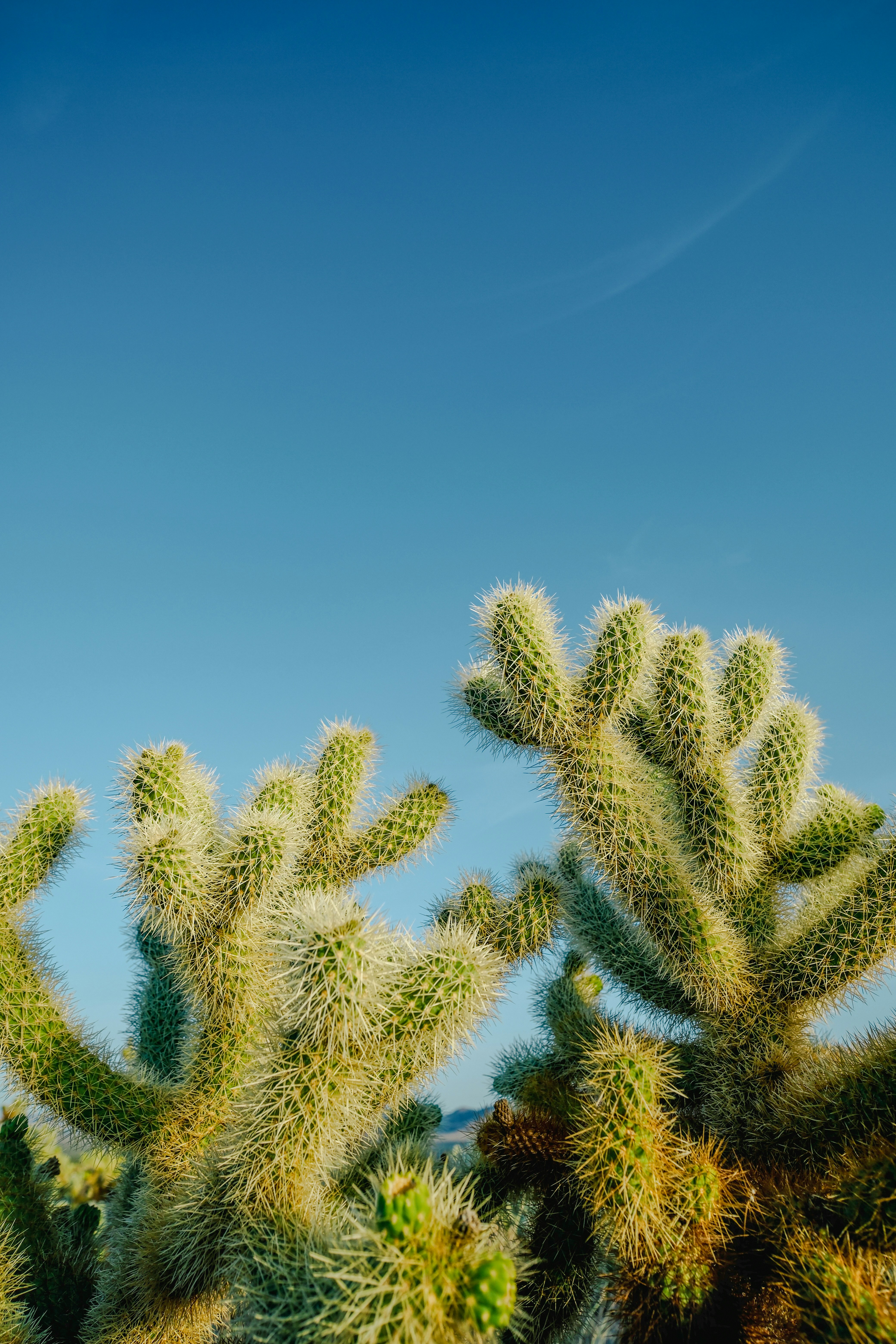 Vibrant cacti reaching towards a clear blue sky, showcasing their unique shapes and textures.