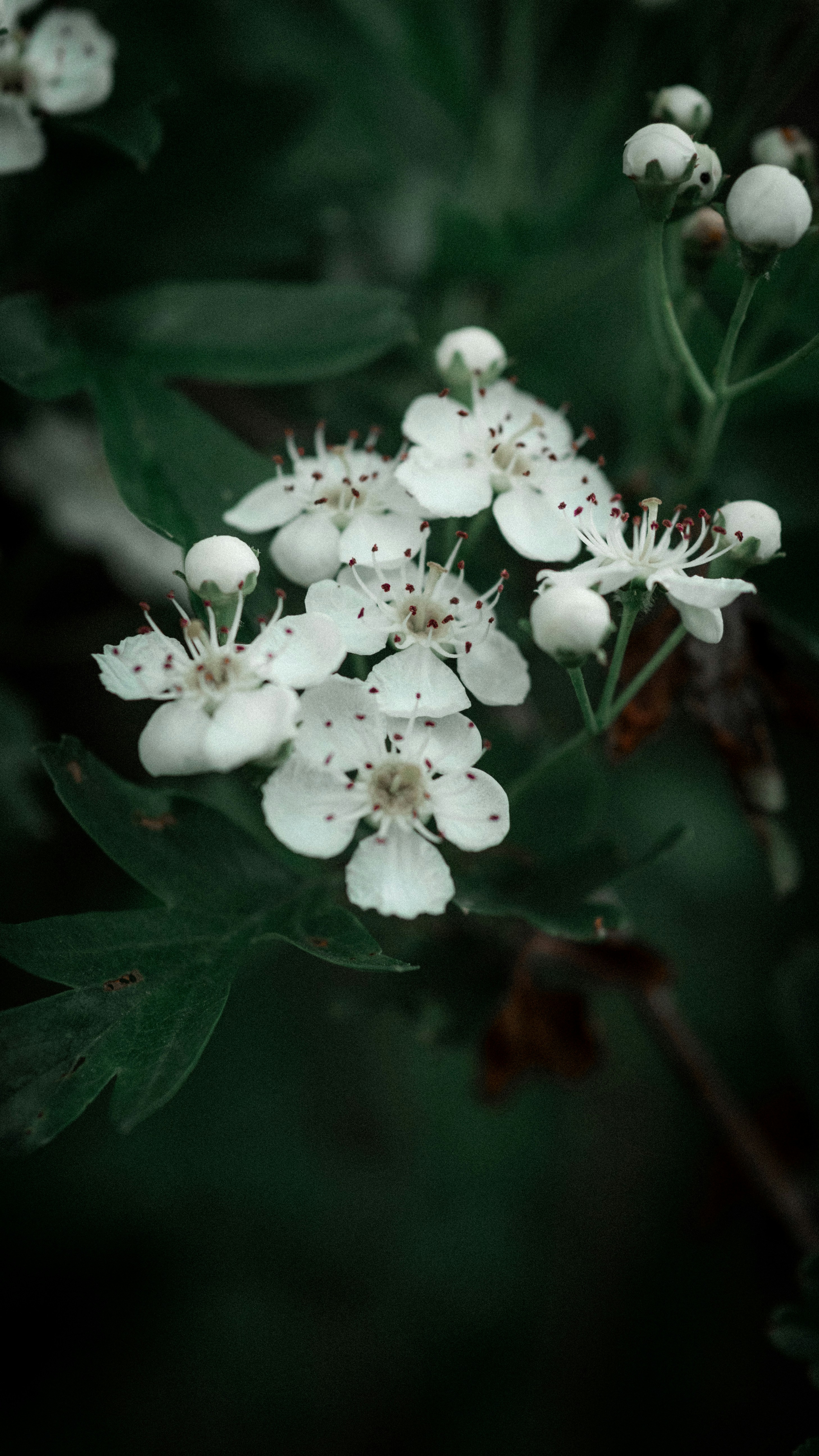 Snow-kissed Blossoms in Velvet Green