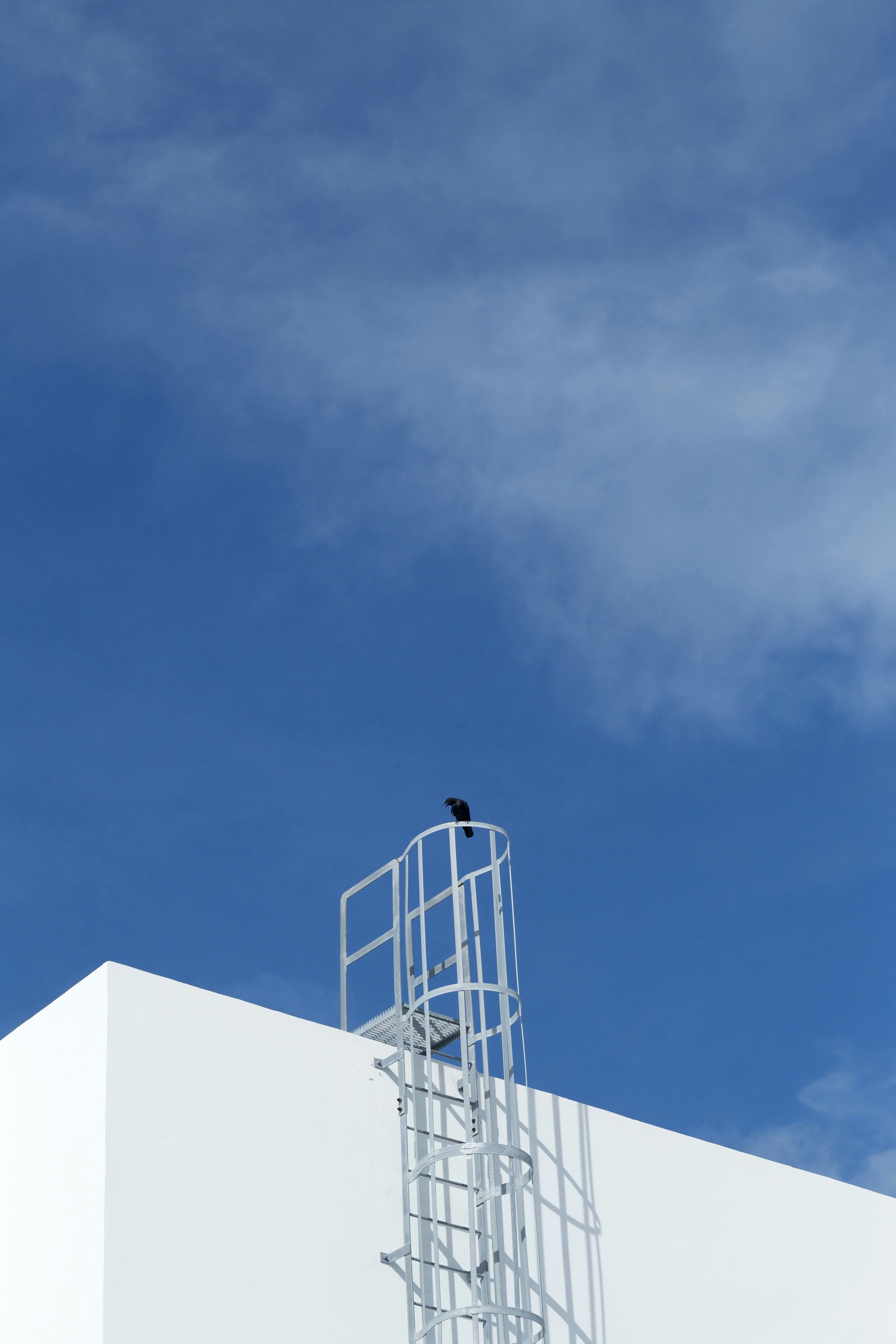 Cerulean Sentinel: Bird on a Rooftop Ladder