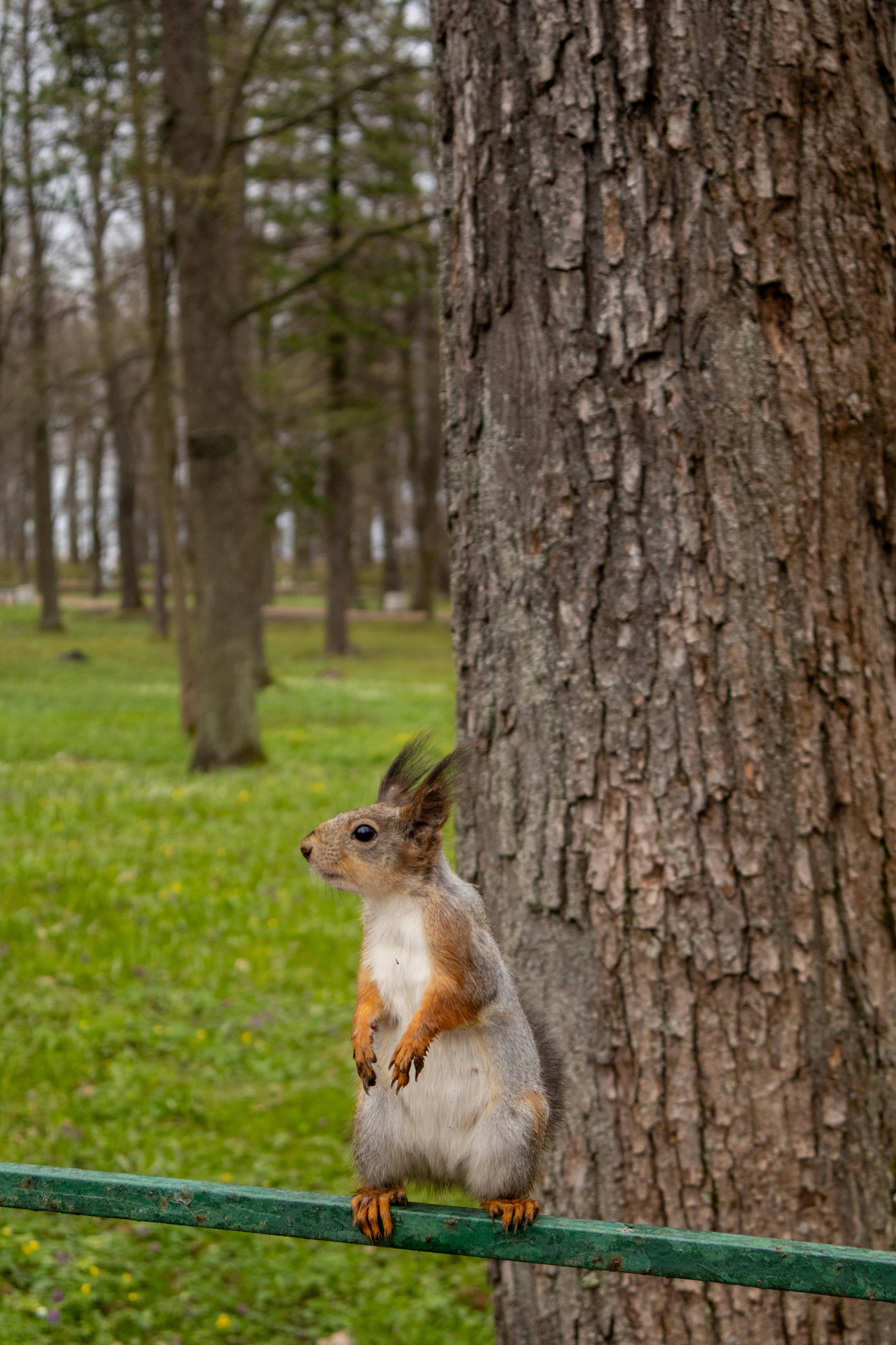 Perch of a Park Squirrel: Quiet Moment on a Green Rail