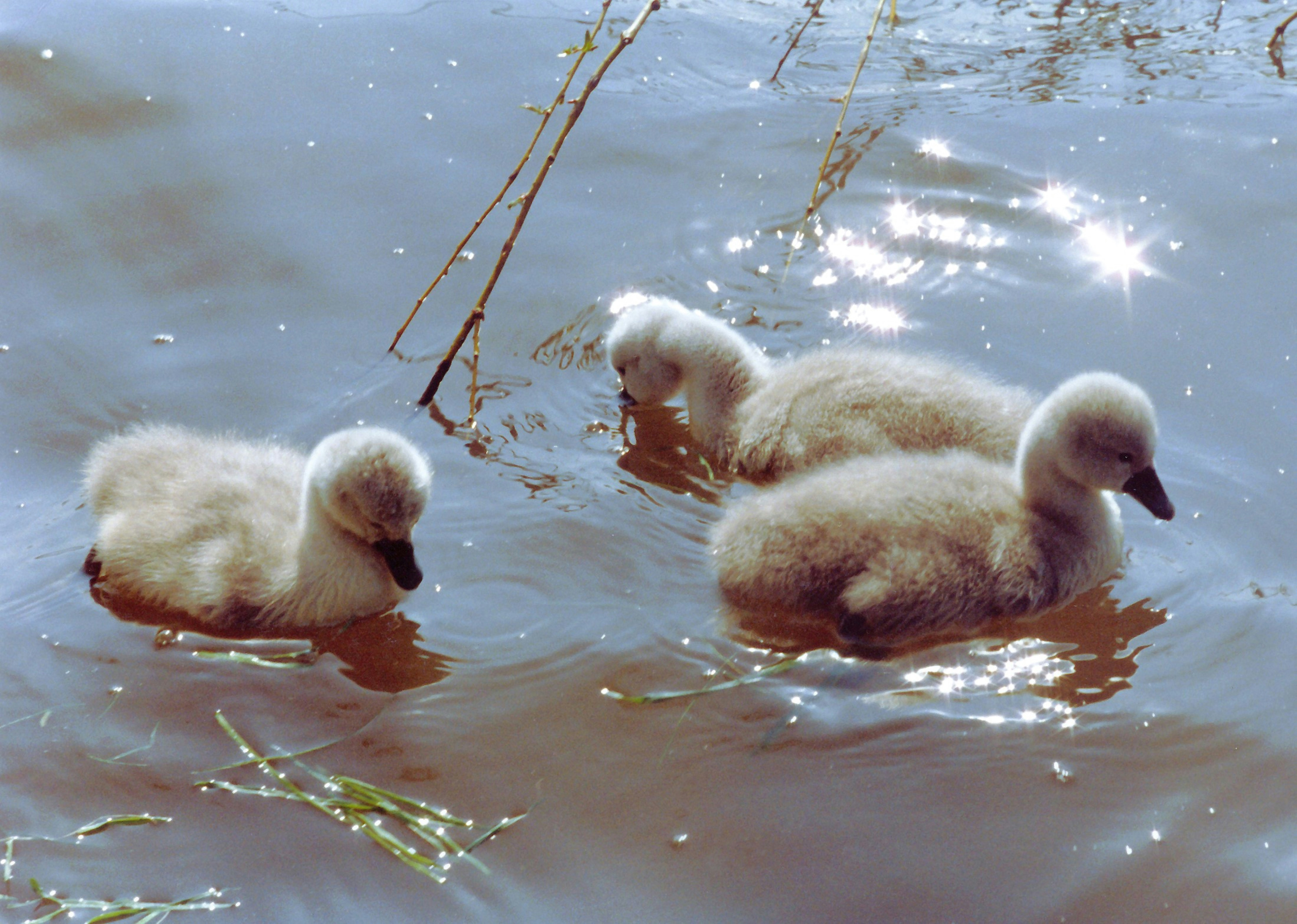 Tres pichones esponjosos nadan en aguas brillantes. foto – Imagen de ...