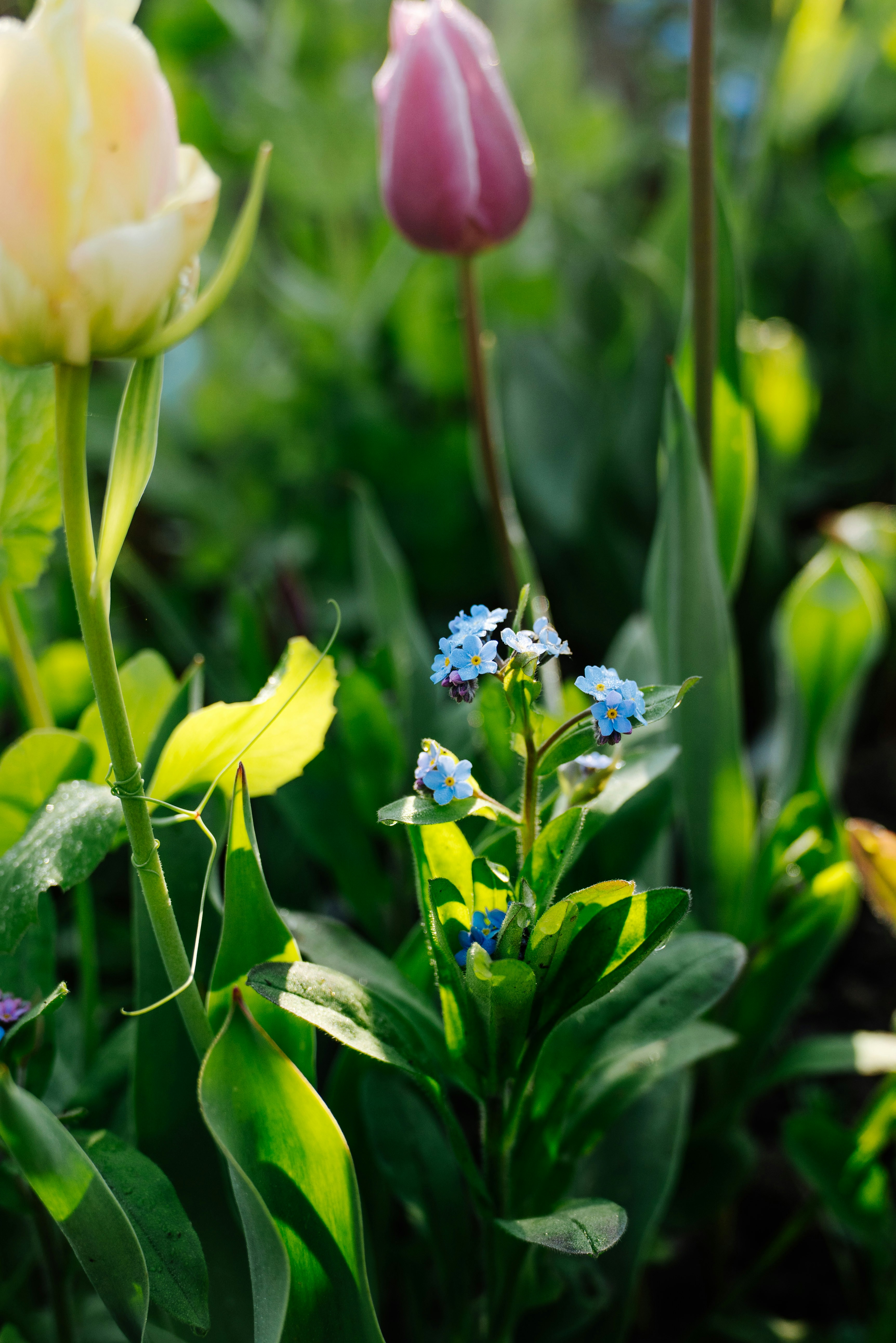 Close-up of blooming Forget-Me-Not flowers in a lush, organic garden. The delicate blue petals of these beloved wildflowers capture the essence of a natural garden designed with biodiversity in mind. Perfect for showcasing the beauty of eco-friendly landscaping, this image highlights seasonal blooms in a sustainable, chemical-free bio-garden. Ideal for themes related to floristry, pollinator-friendly planting, and nature-inspired garden design. A serene glimpse into slow gardening and the charm of native plants in full spring flourish.